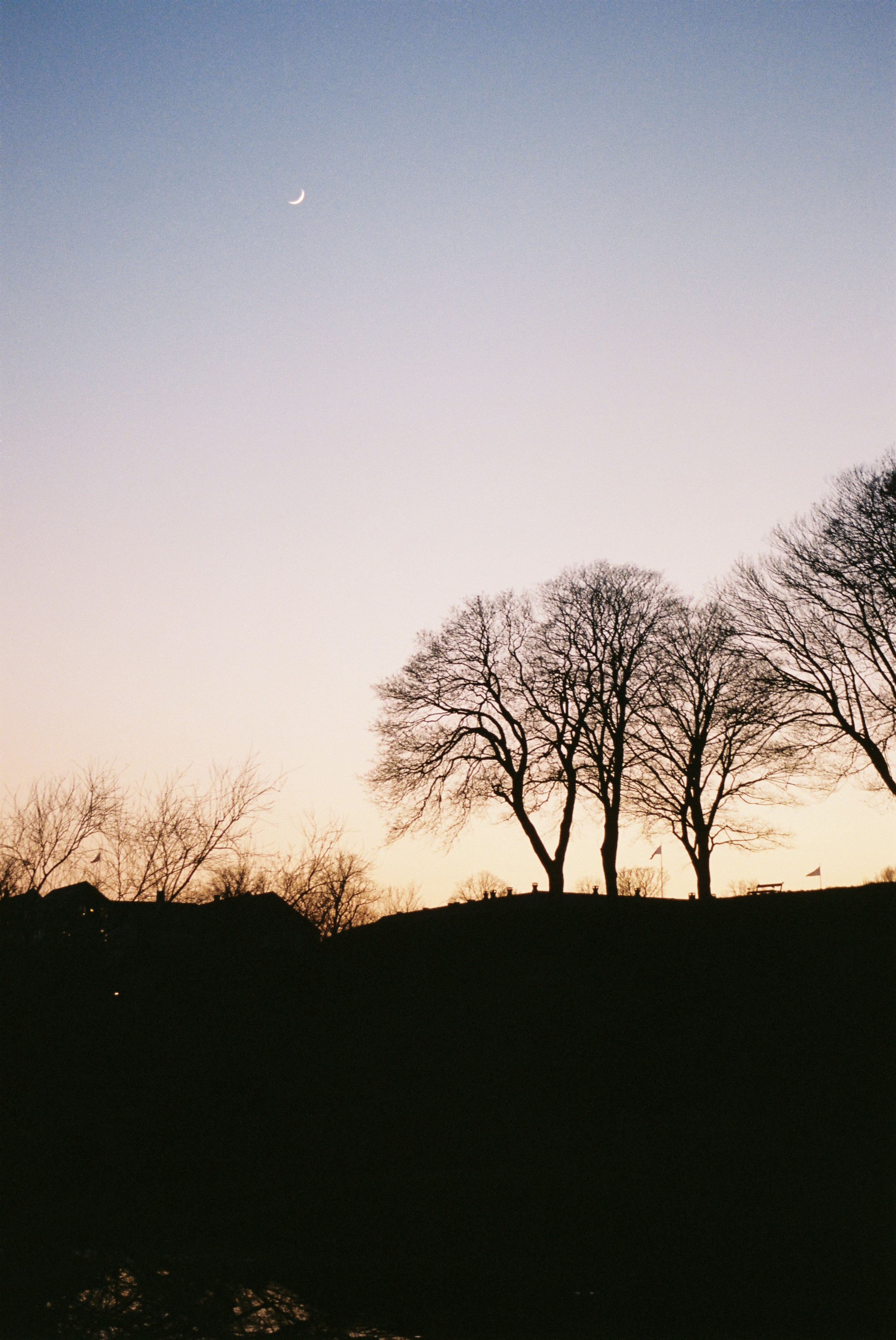 Silhouetted Trees on a Dusk Crest