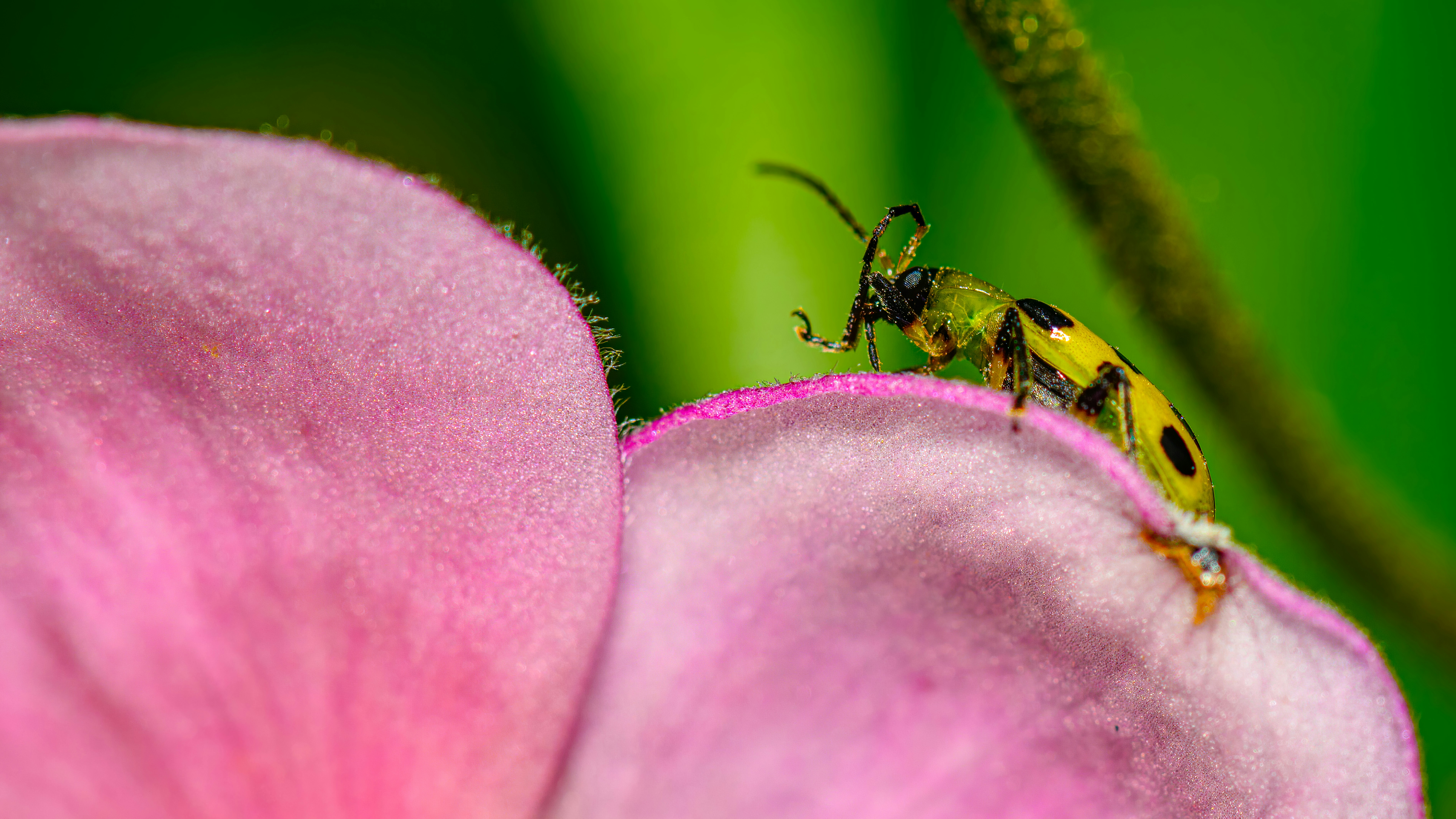 Guêpe jaune et noire sur fleur rose photo – Photo Insecte Gratuite sur ...