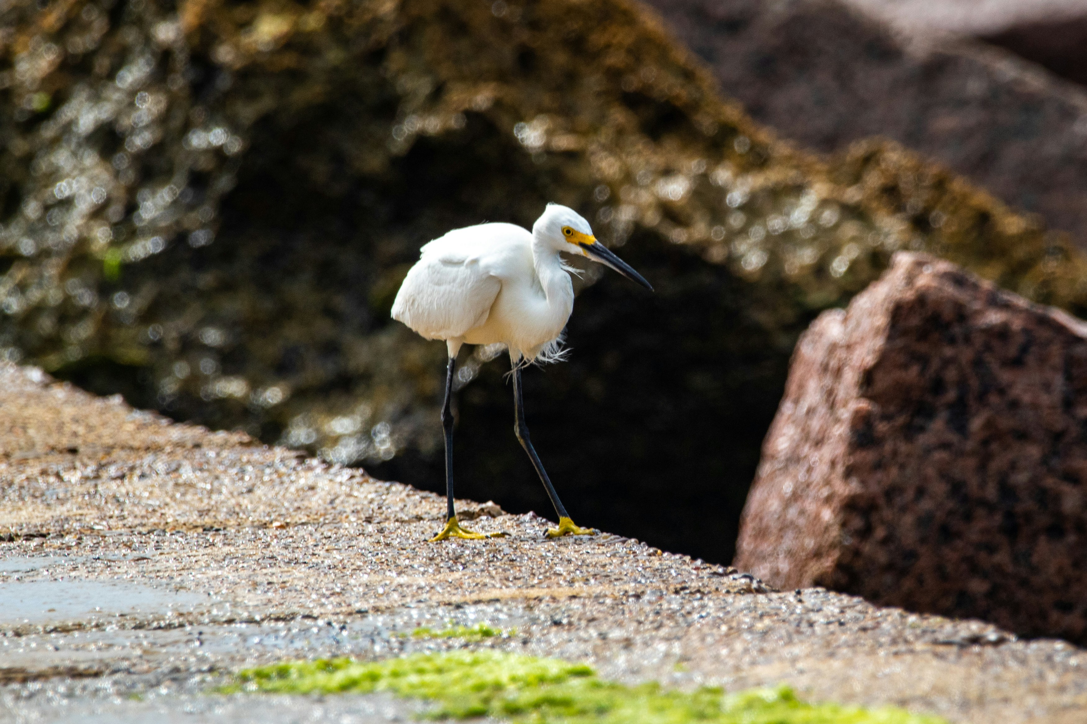 Sentry on the Shoreline: A White Heron Beside Tidal Rocks