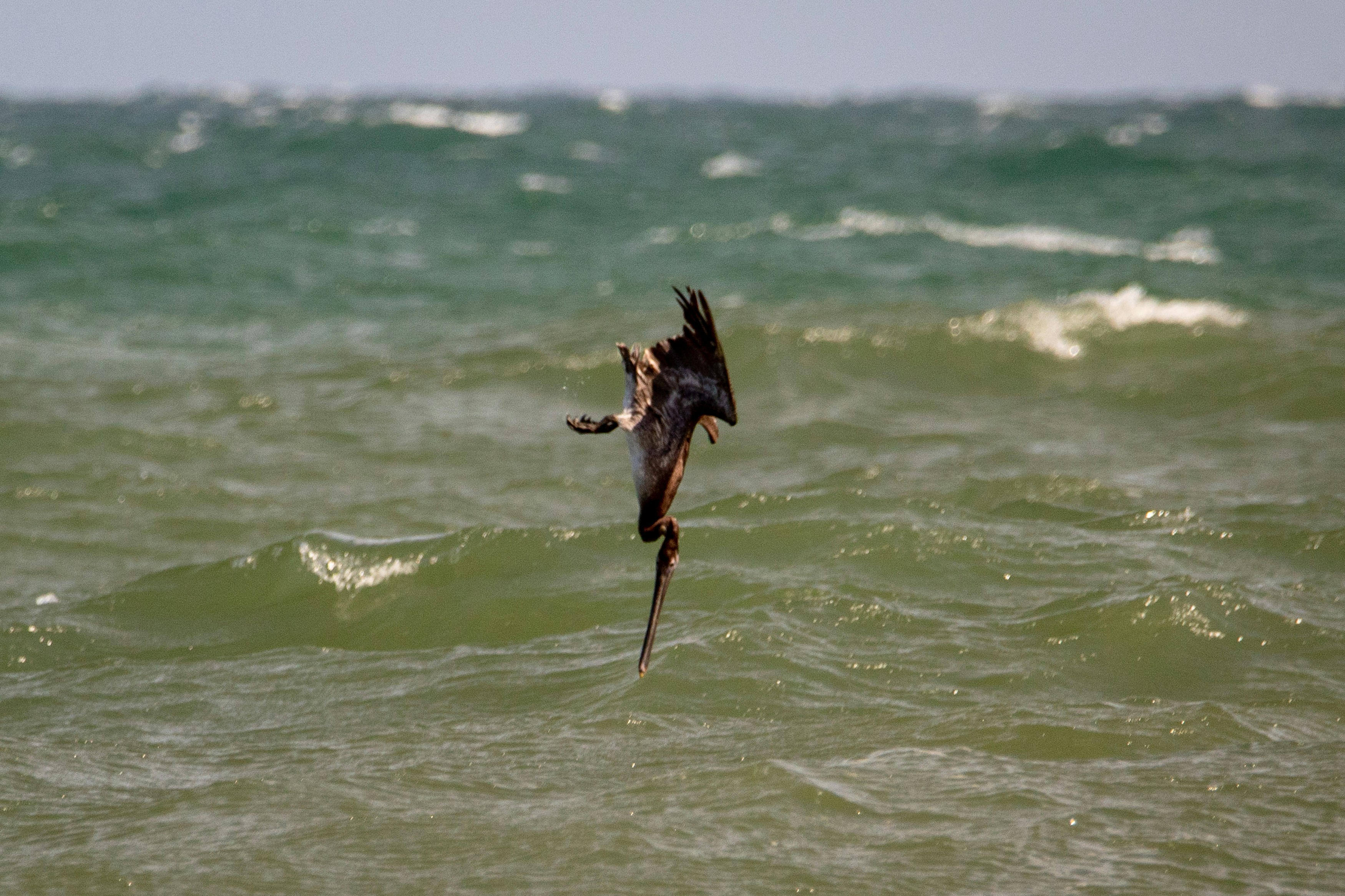 Pelican diving towards the ocean surface, wings spread wide against the backdrop of rolling waves. 