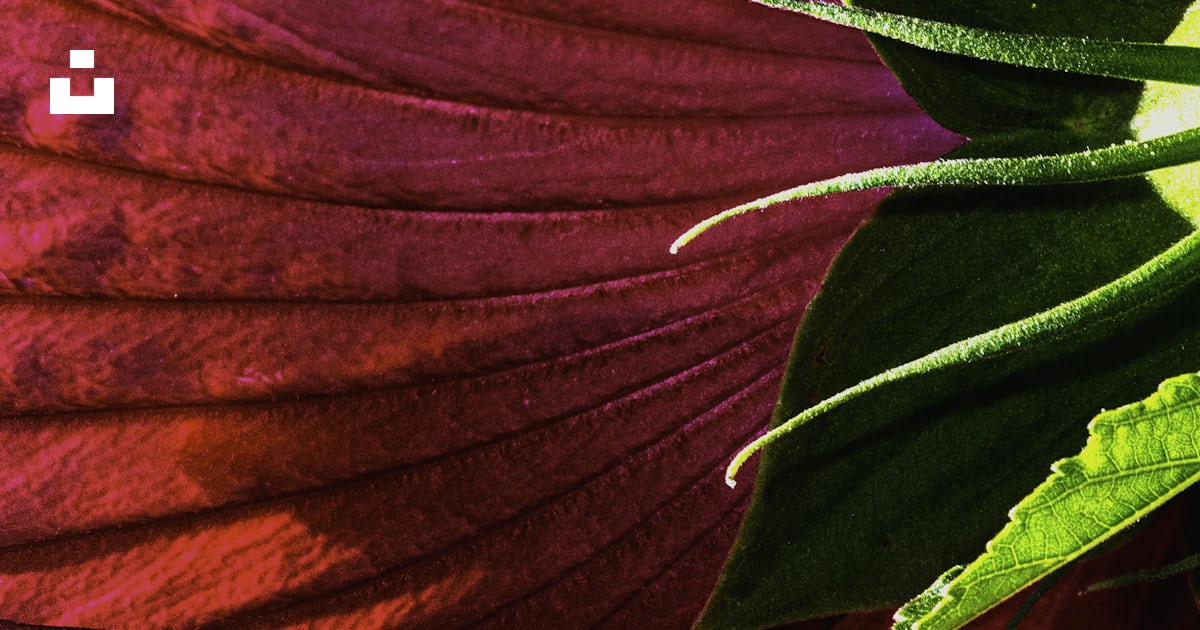 Foto Planta De Hoja Roja Y Verde Imagen Rojo Gratis En Unsplash