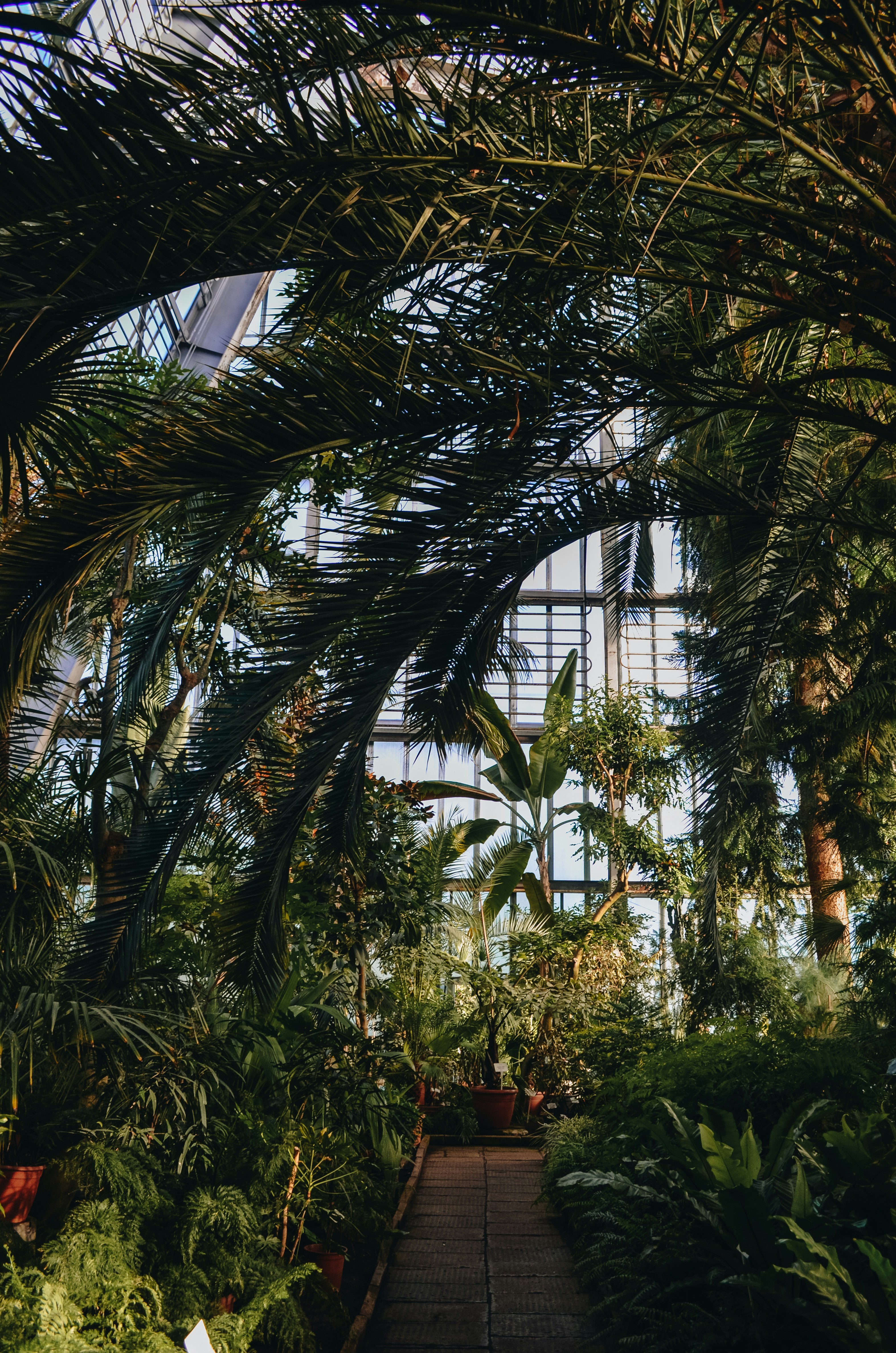 green palm tree during daytime