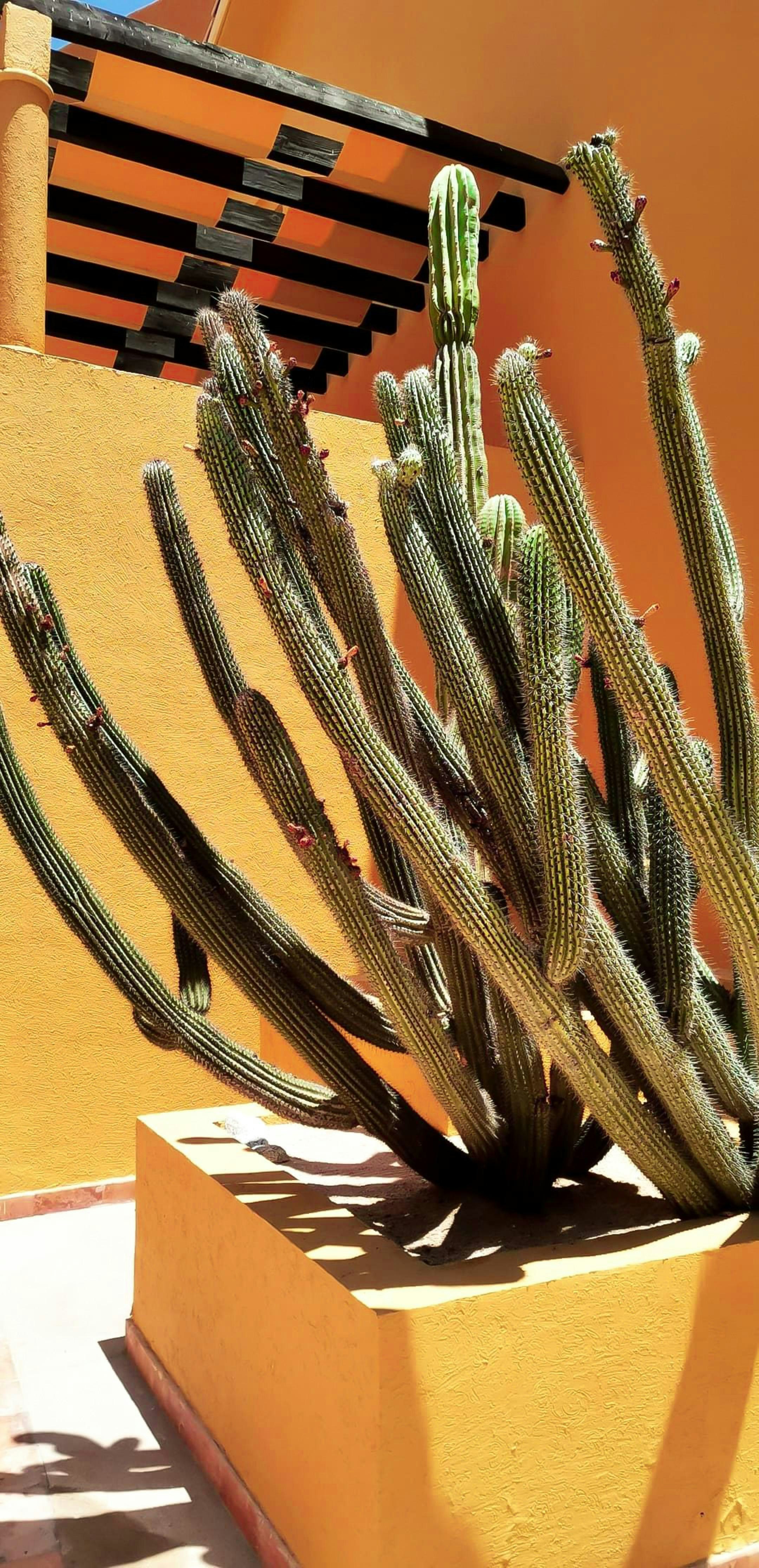 Planta de cactus verde sobre mesa de madera marrón foto – Imagen de ...
