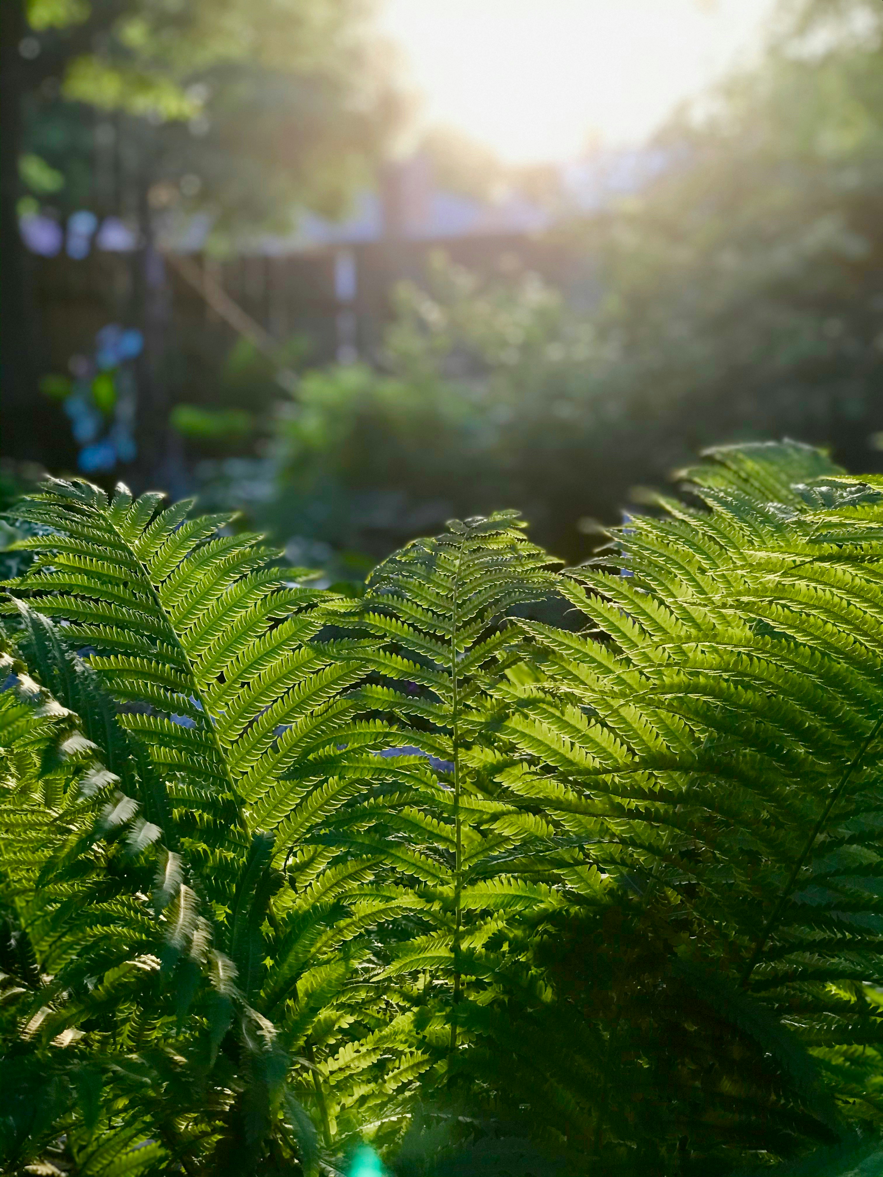 Dawn Light on Fern Fronds in a Quiet Garden