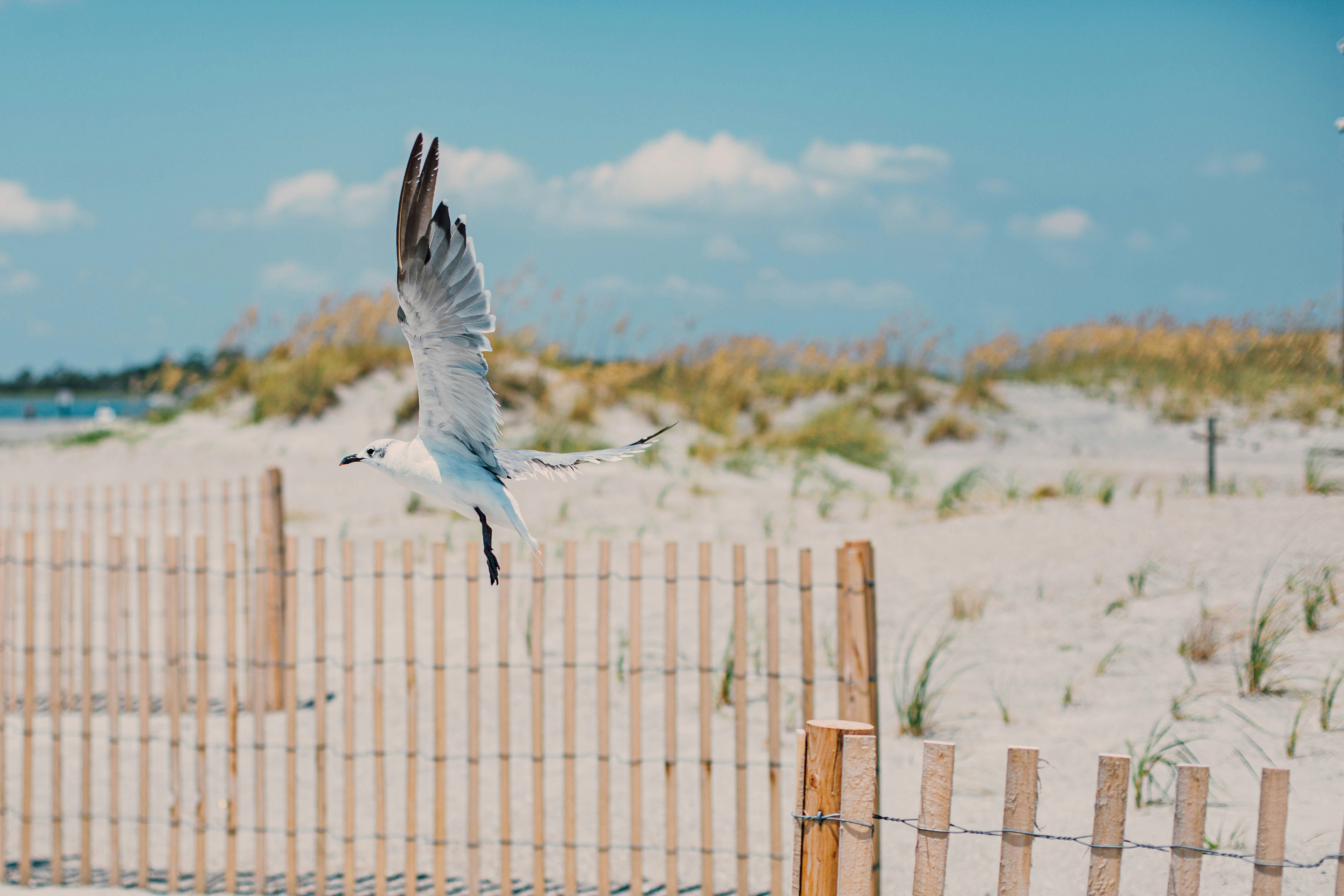 Wingbeat over the Dune Fence: A Coastal Gull in Flight