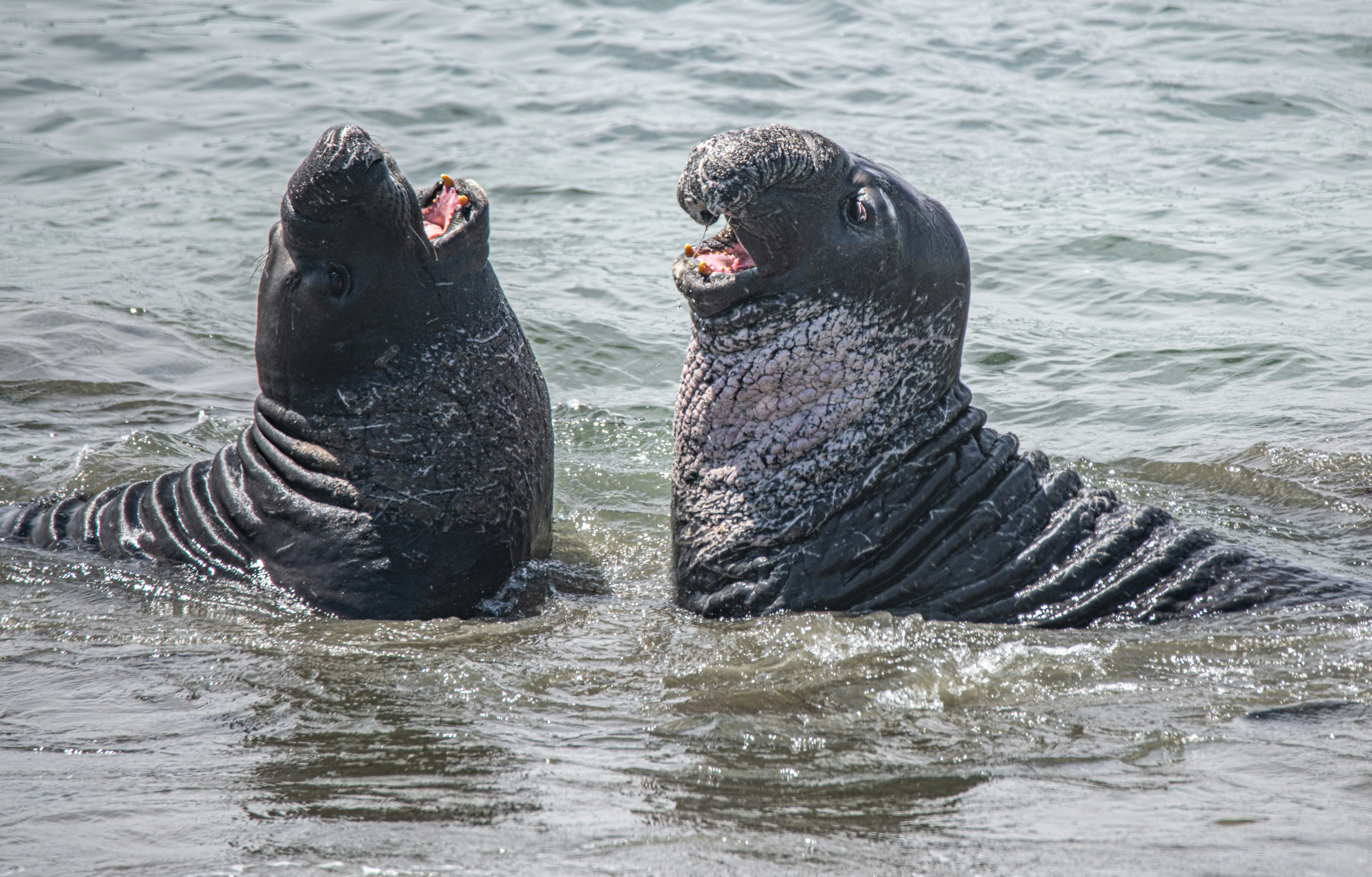 Black Seal In Water