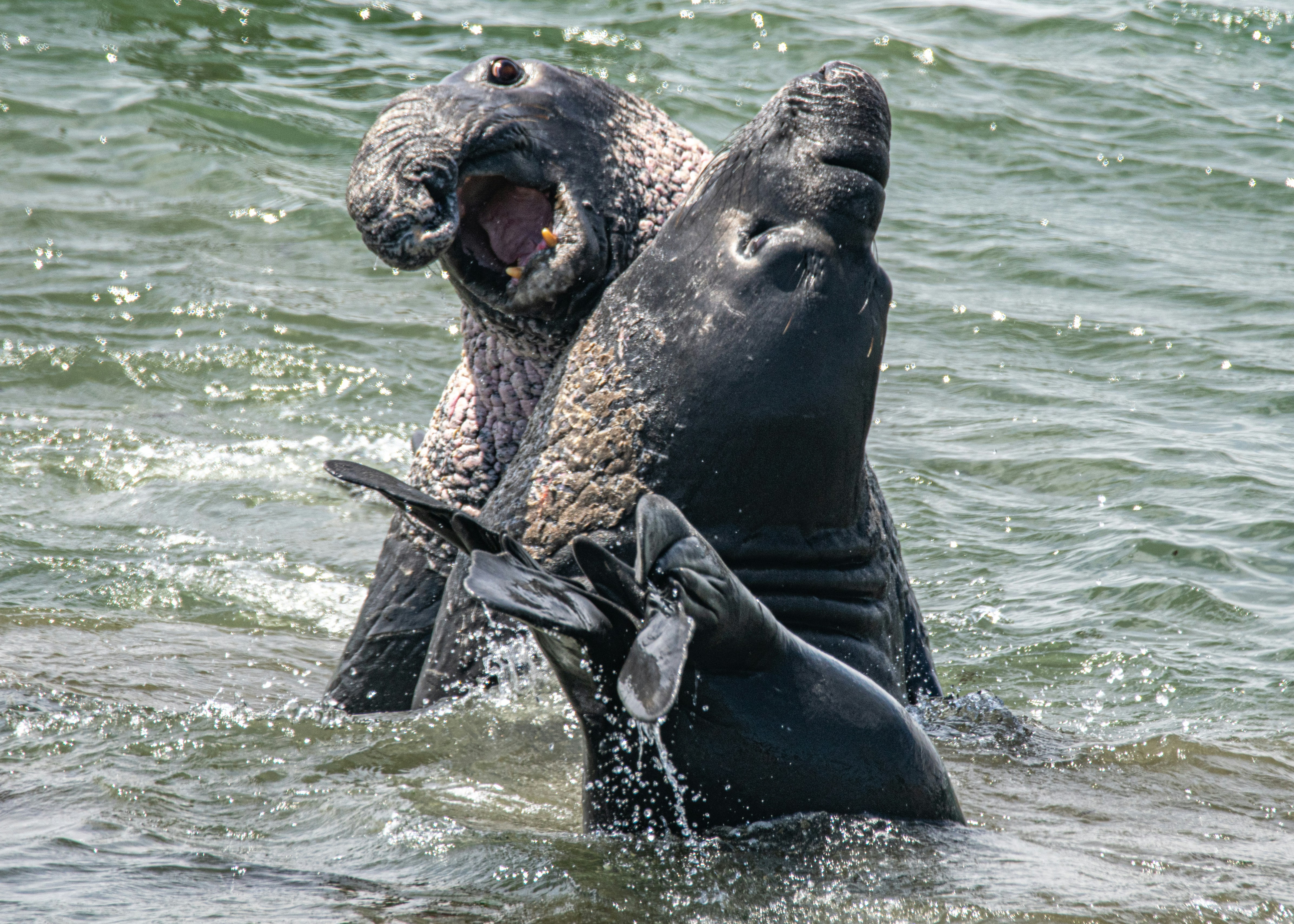 Foto Foca negra en el cuerpo de agua durante el día – Imagen EE.UU ...