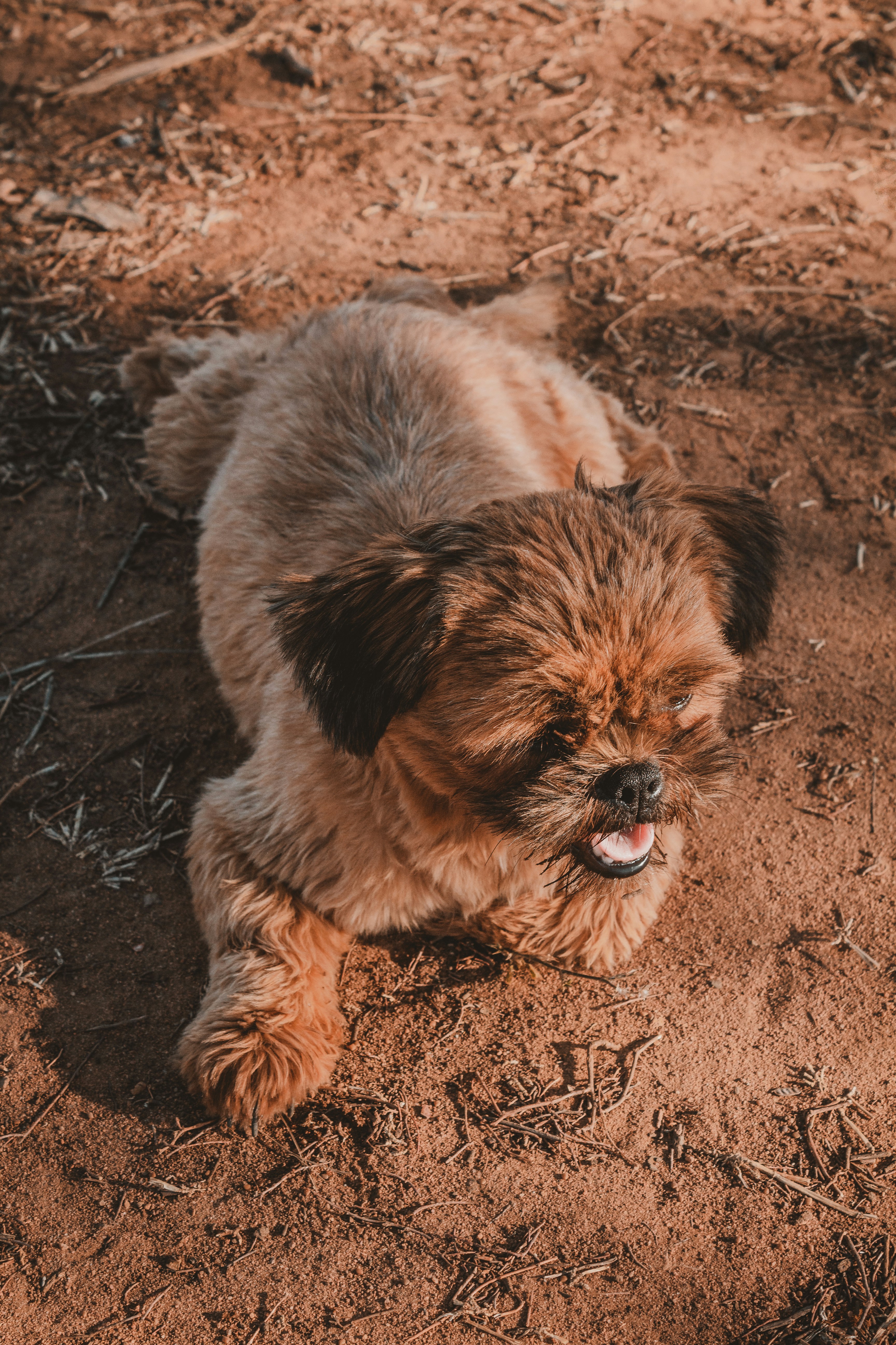 A fluffy dog rests on the ground, surrounded by earthy tones and natural textures. The dog's expression radiates happiness.