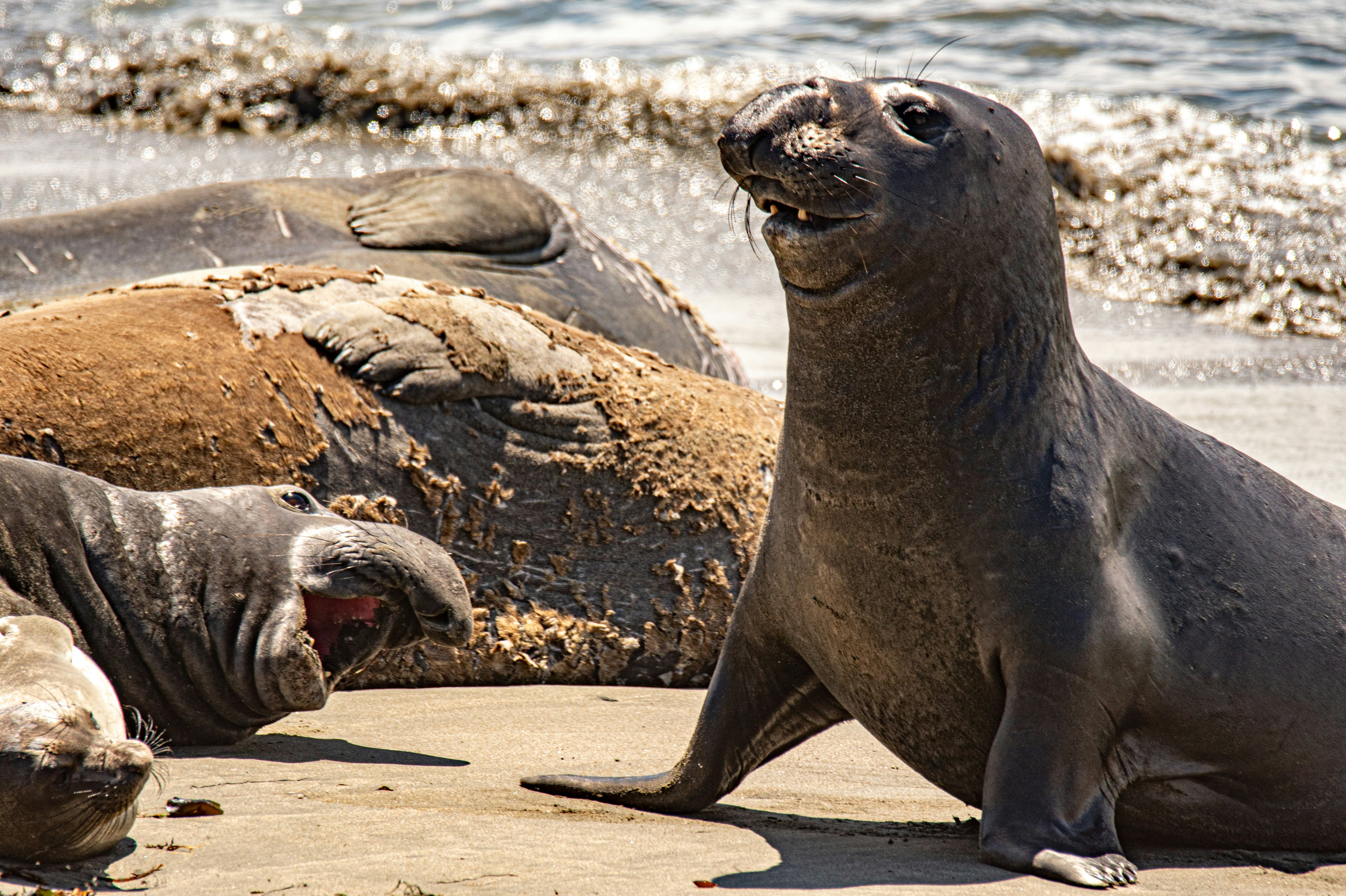 Foto Foca acostada sobre arena marrón durante el día – Imagen EE.UU ...