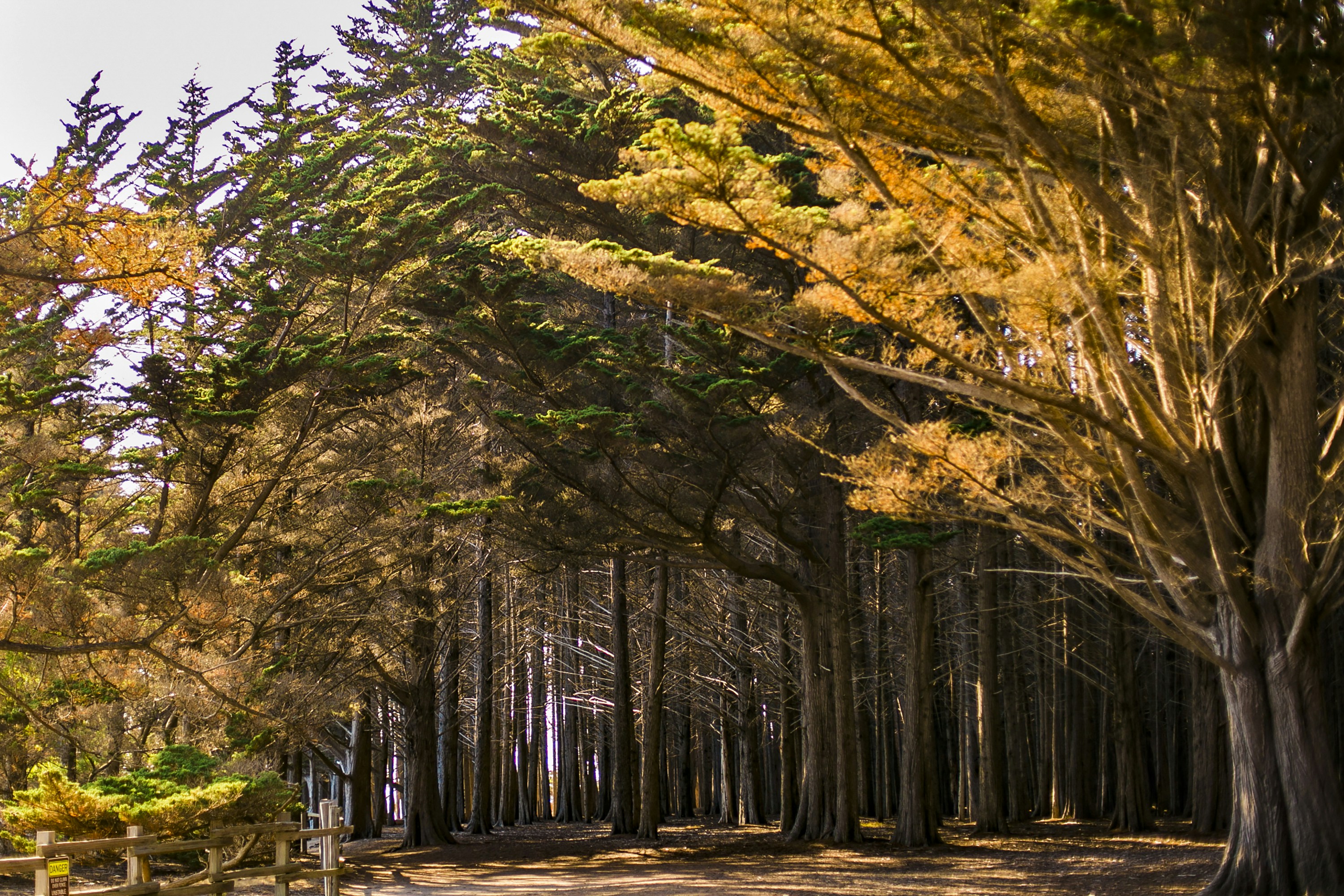 Golden Corridor: Autumn Light on a Pine-Strewn Path