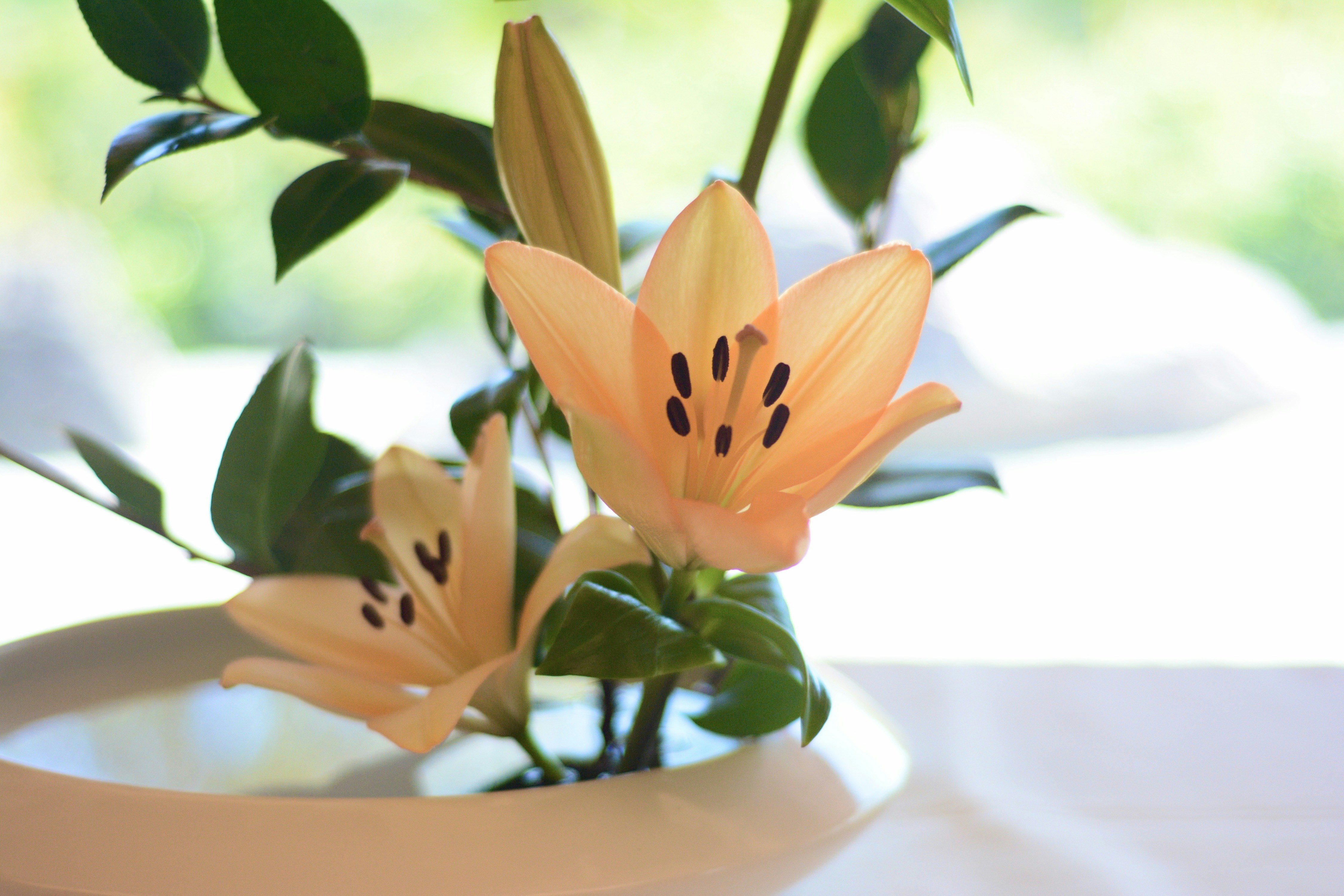 Whispers of Spring: A Floral Serenade