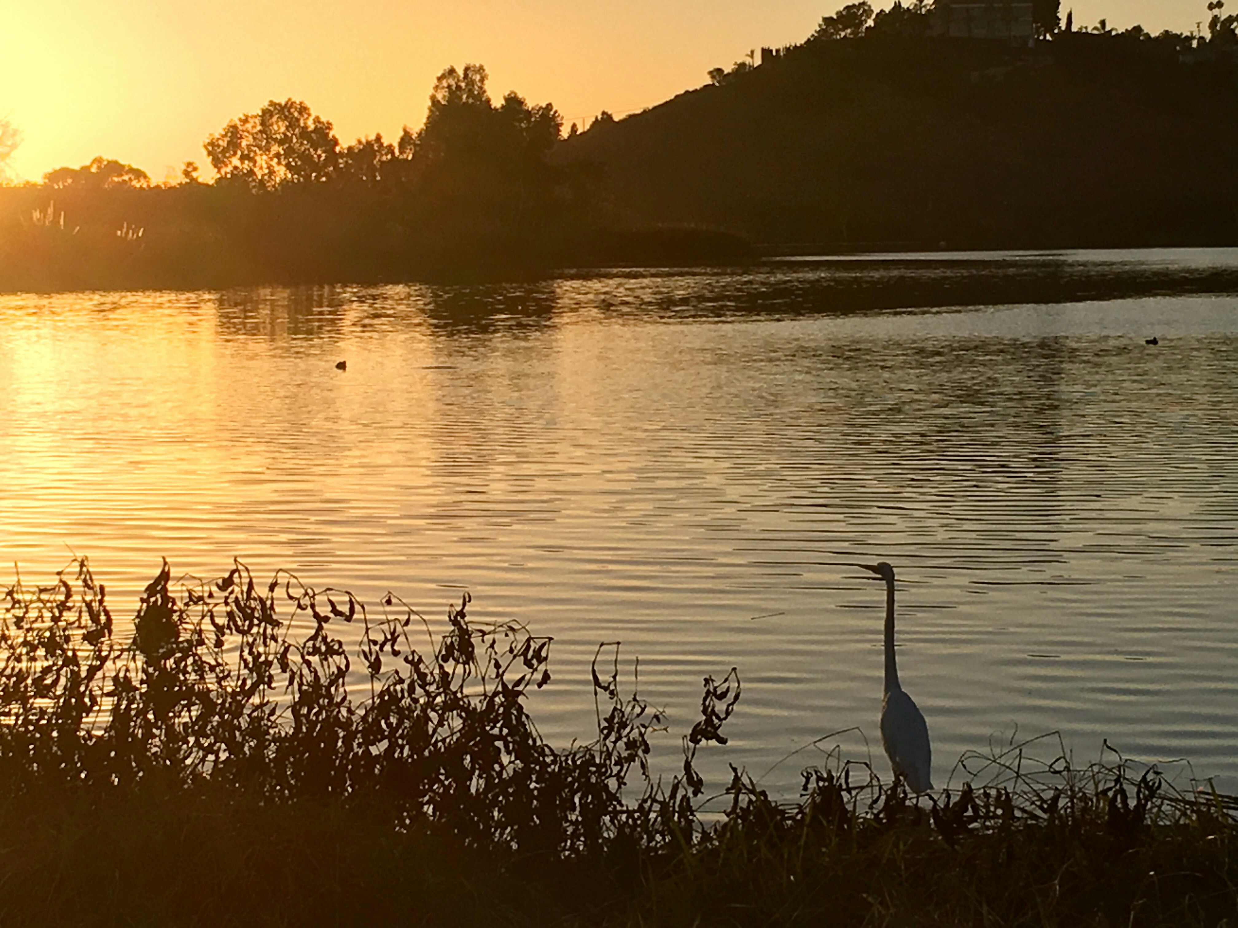 silhouette of a bird on a lake during sunset