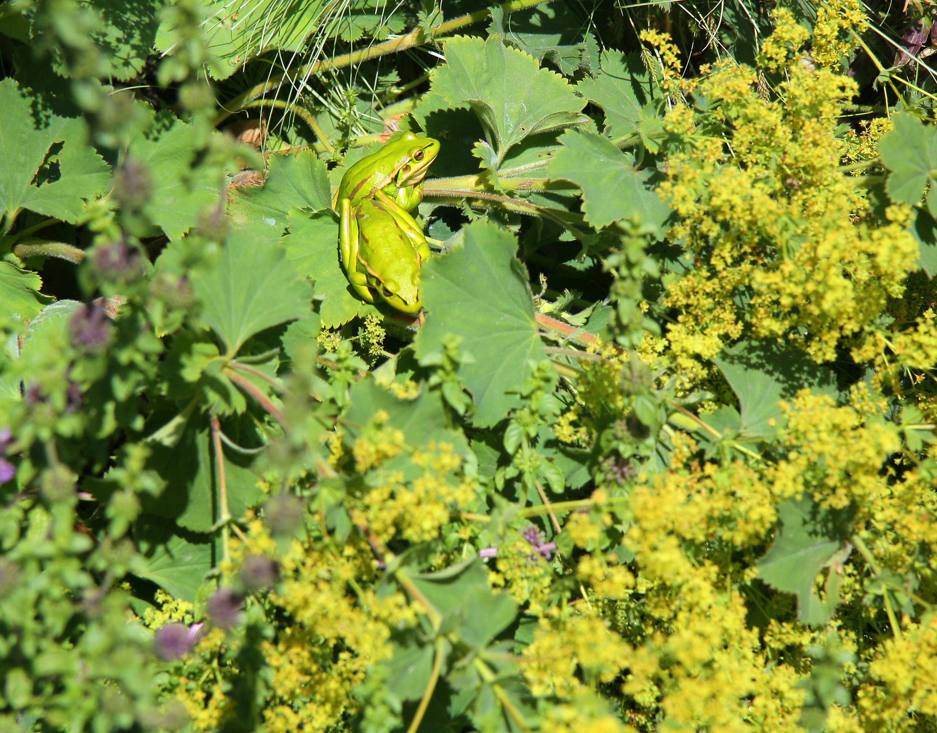 Emerald Tree Frog Amid Golden Bloom