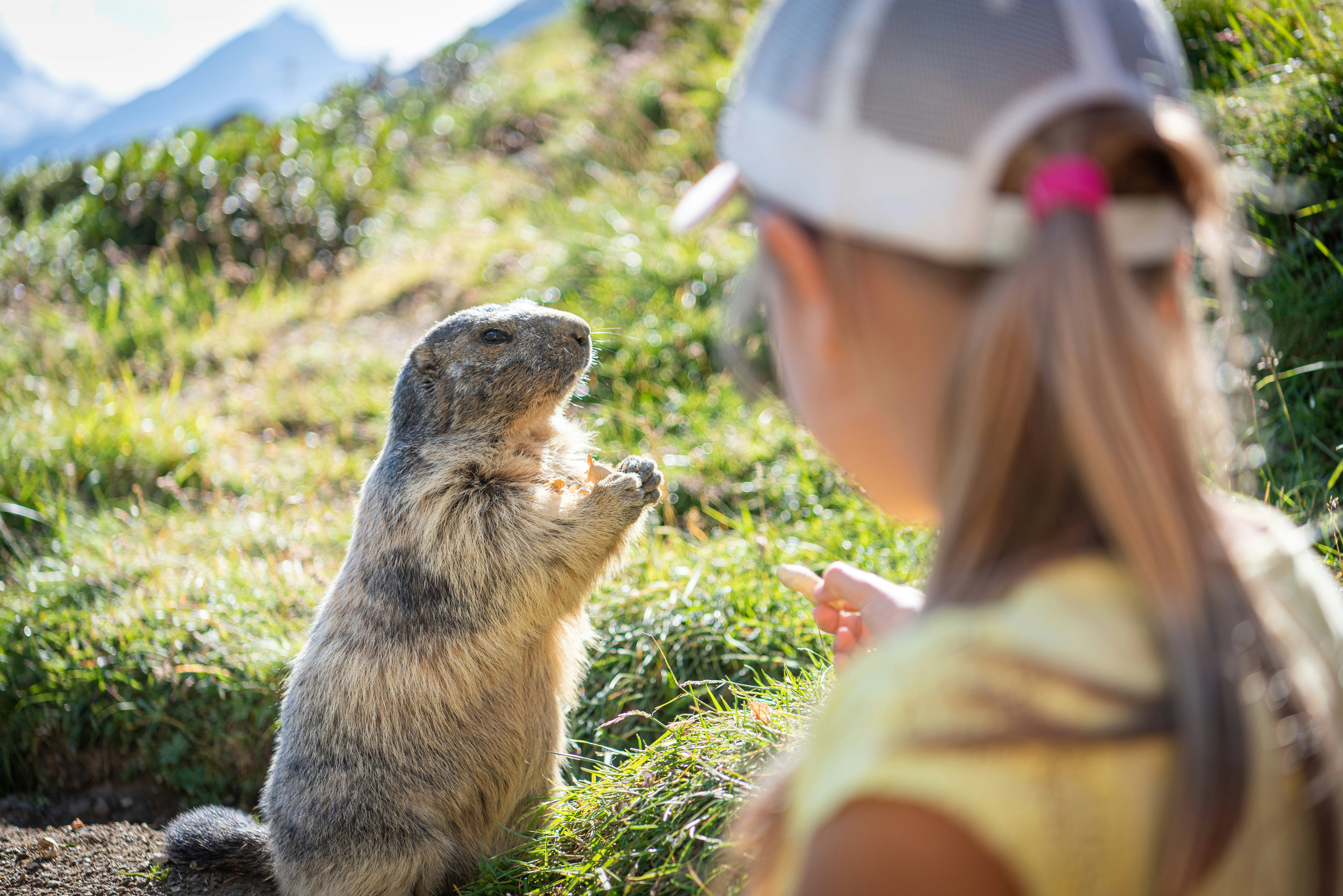 A curious marmot stands upright on a grassy slope, engaging with a young girl in a sunlit alpine setting.
