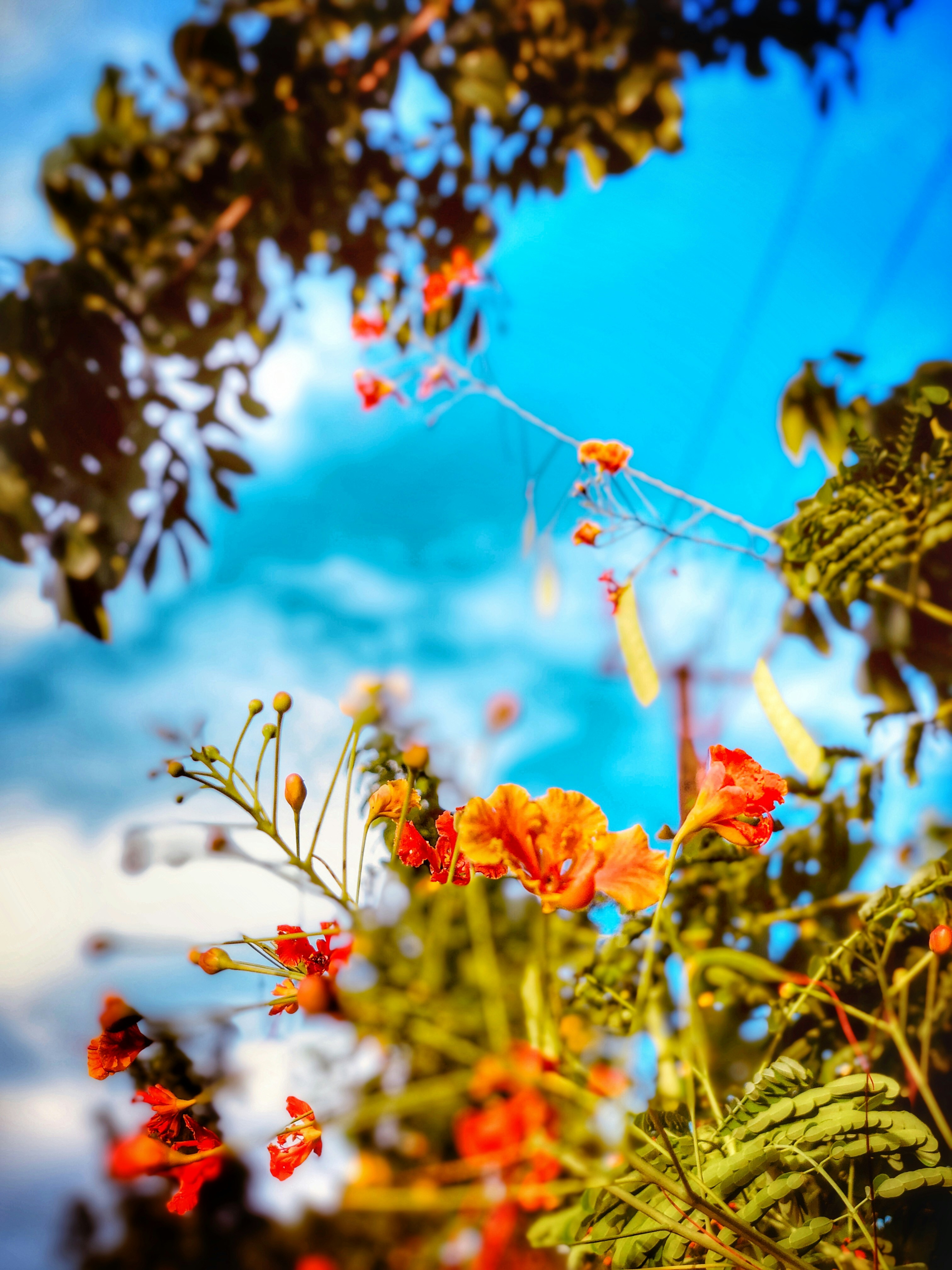 Vibrant orange flowers interspersed with lush green foliage against a bright blue sky, creating a lively natural scene.
