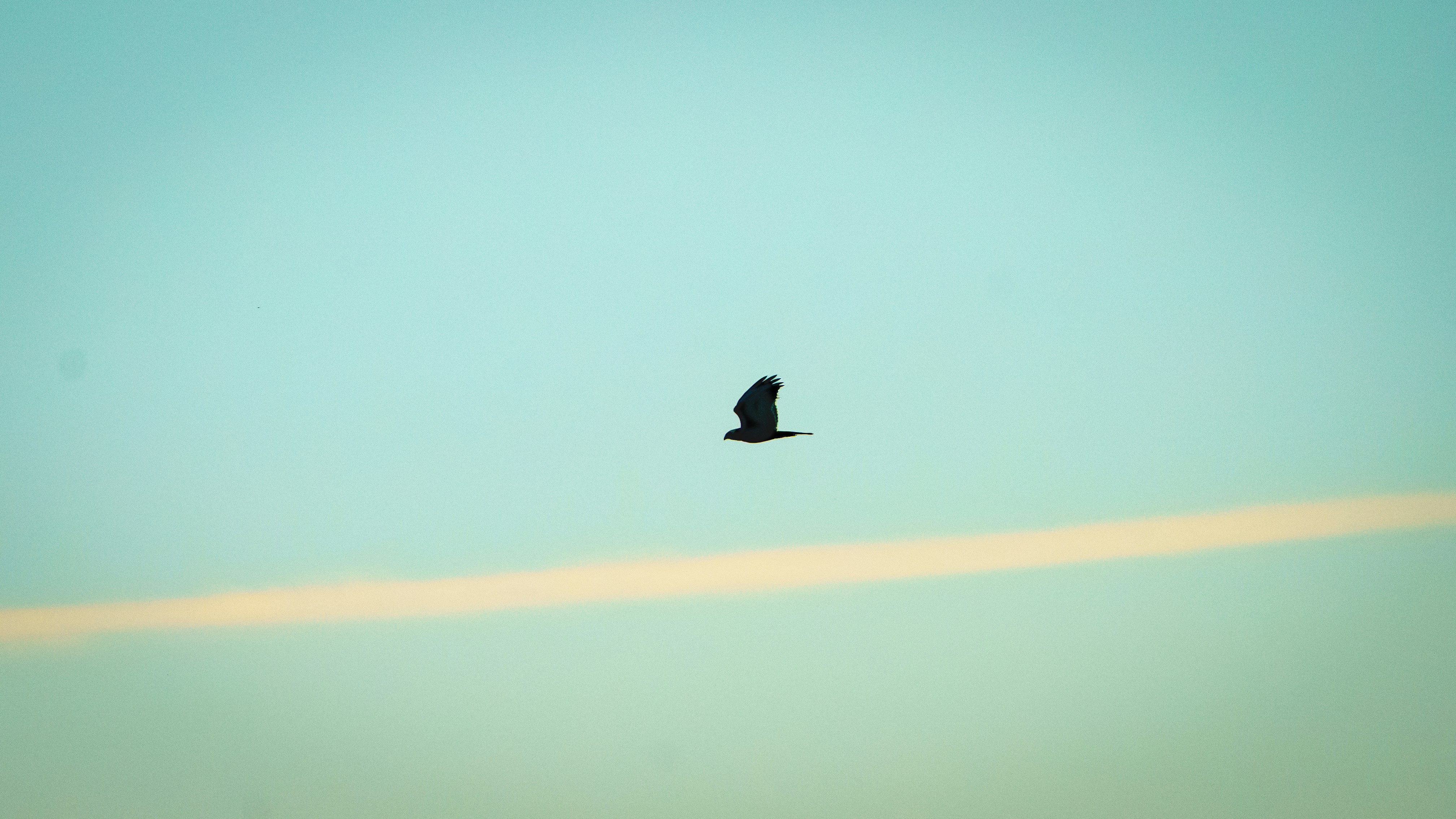 Solitary Flight Under a Gentle Gradient Sky with a Pale Contrail