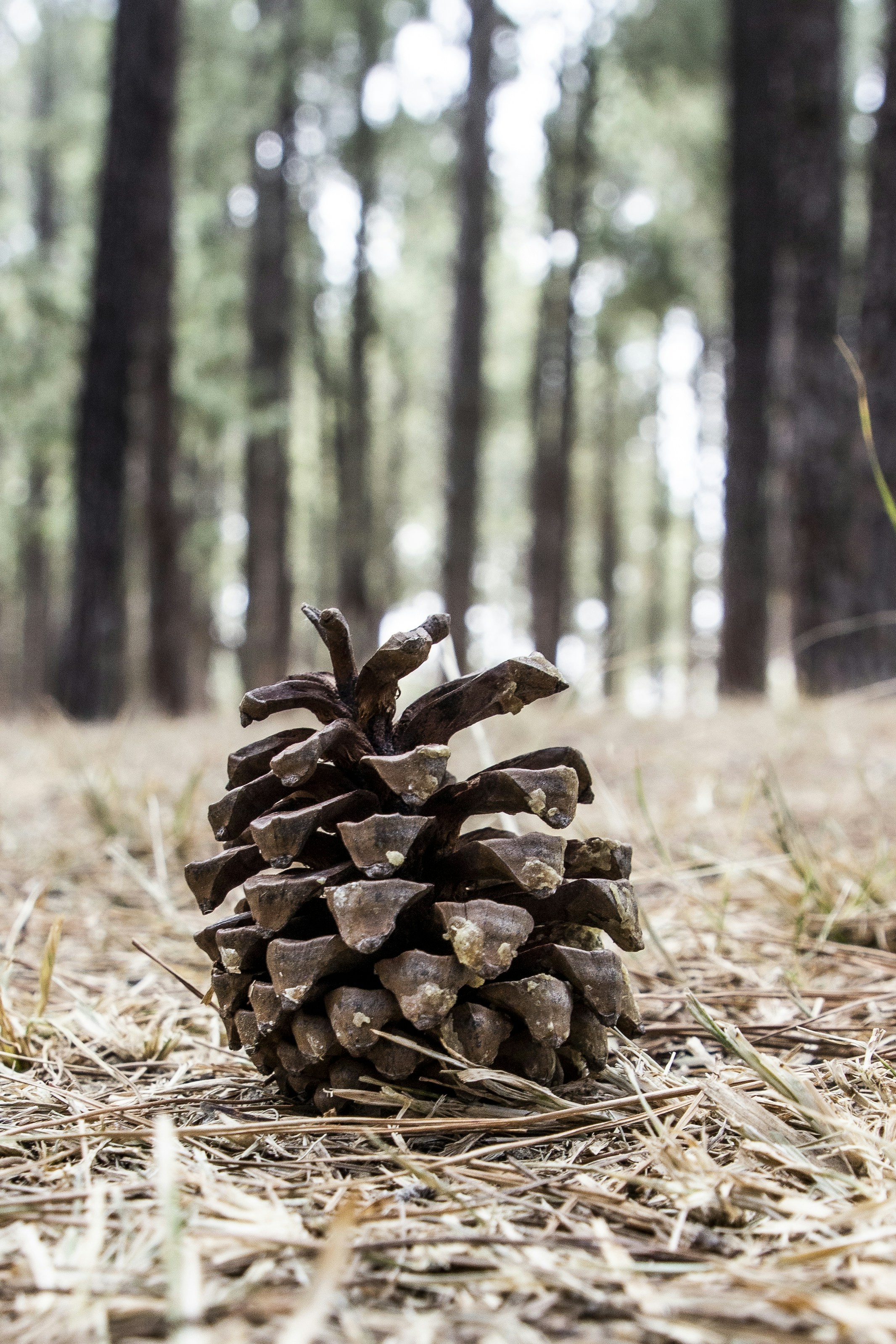 Singleton Pine Cone in a Quiet Pine Forest
