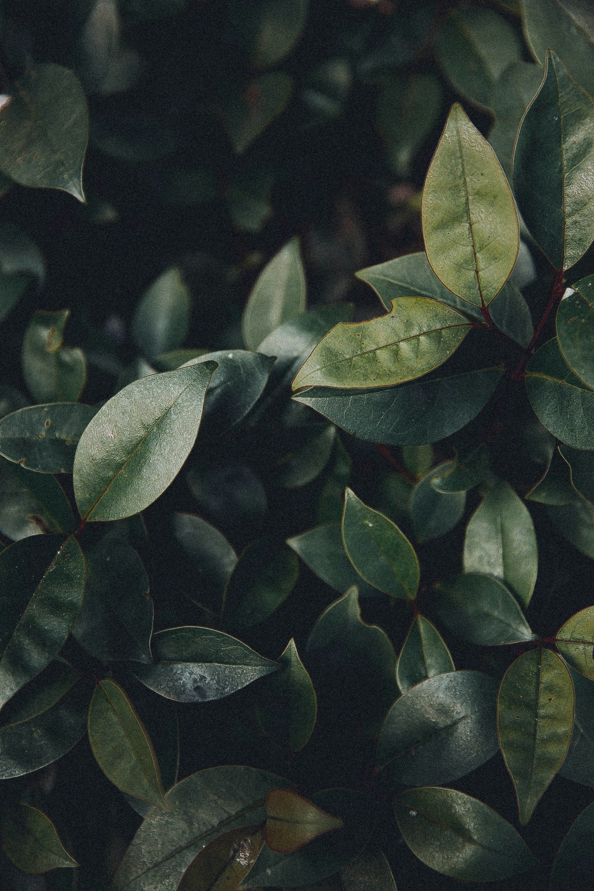 Dense foliage forms a rich tapestry of green leaves with subtle textures and varying shades. The interplay of light and shadow enhances the organic beauty.