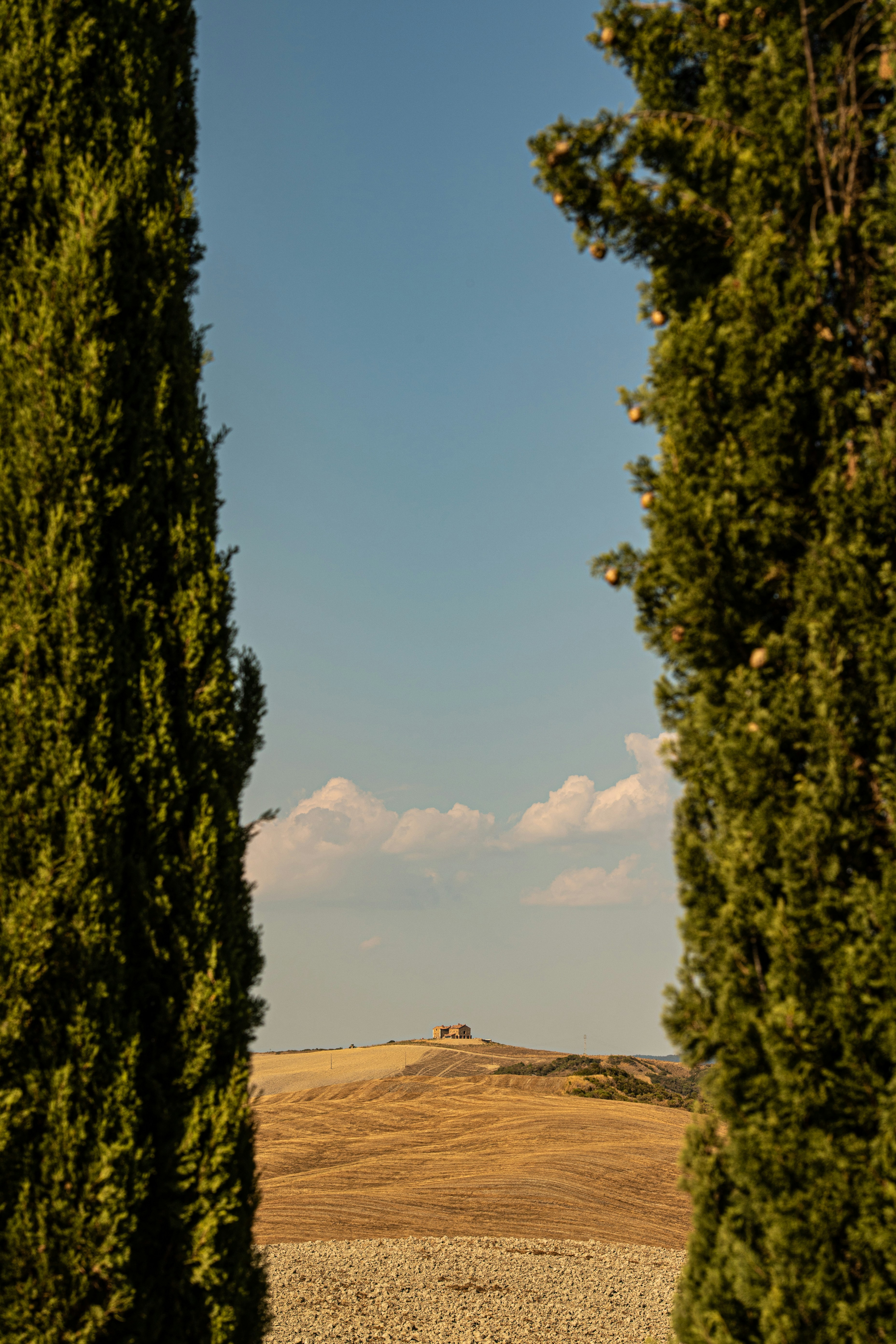 View through cypresses to a Tuscan house on a hill | green tree on brown field under blue sky during daytime