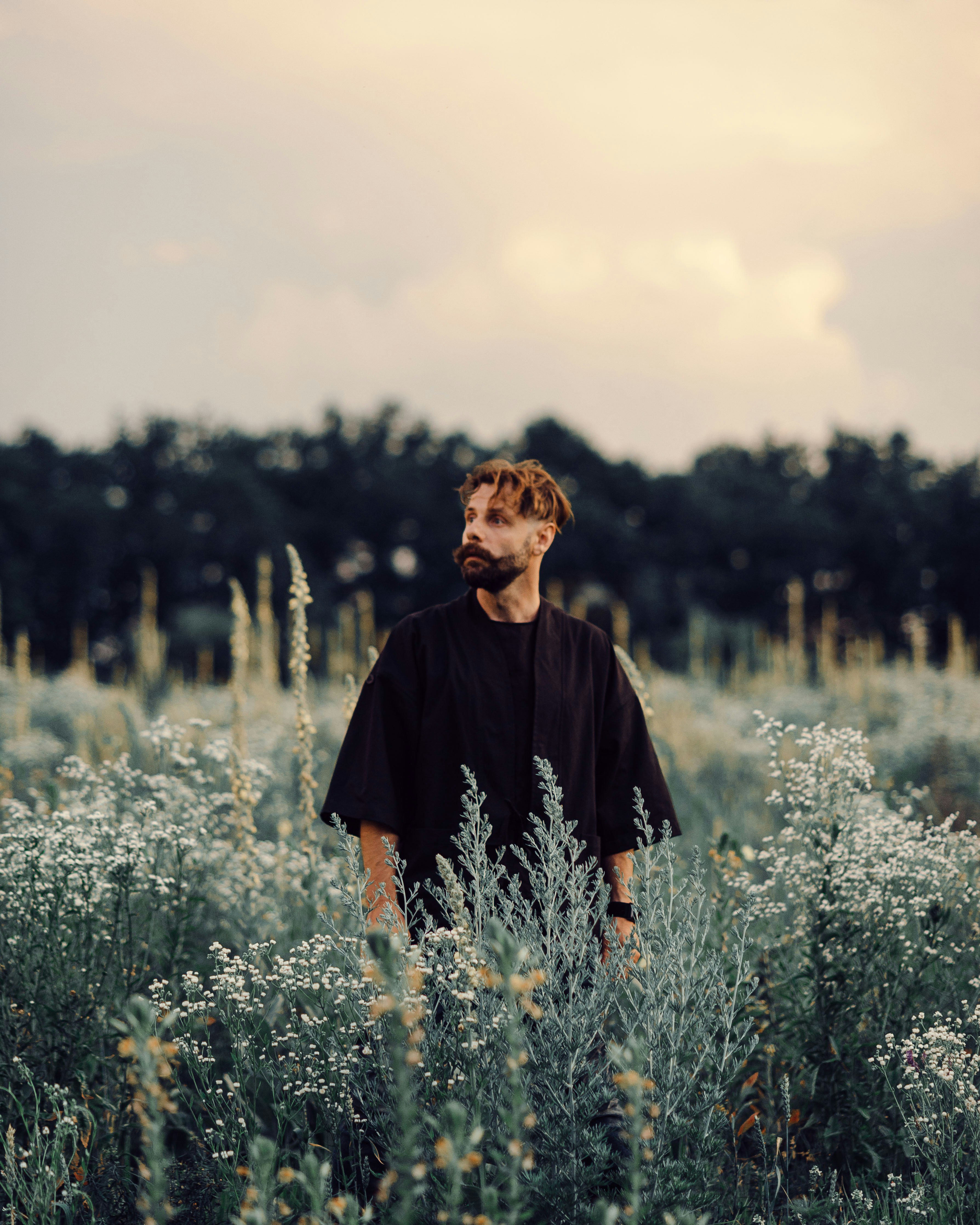Field Gaze at Dusk: A solitary figure among silver-white blooms