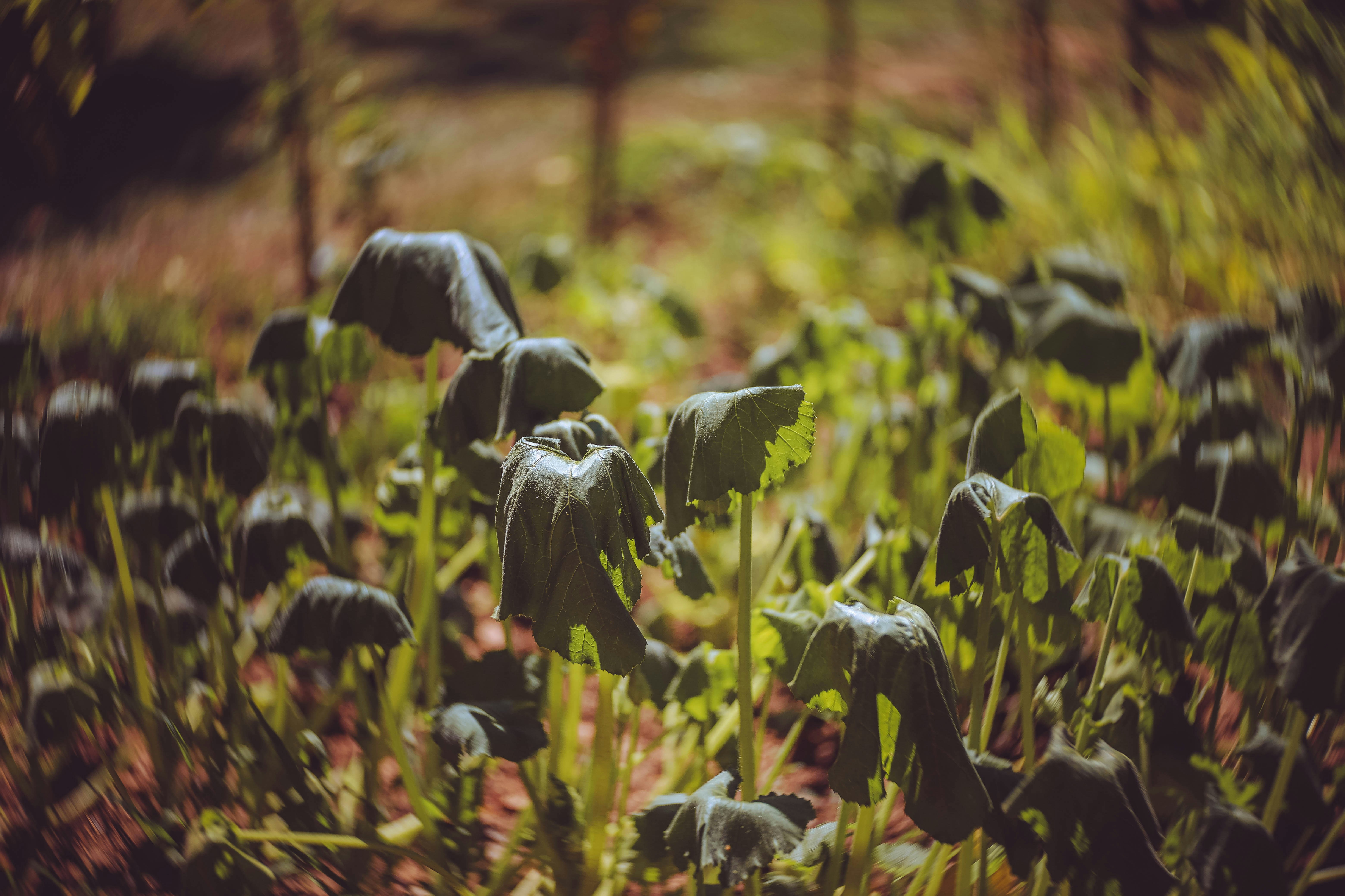 Understory Depth: Leafy Greenery in Quiet Morning Light