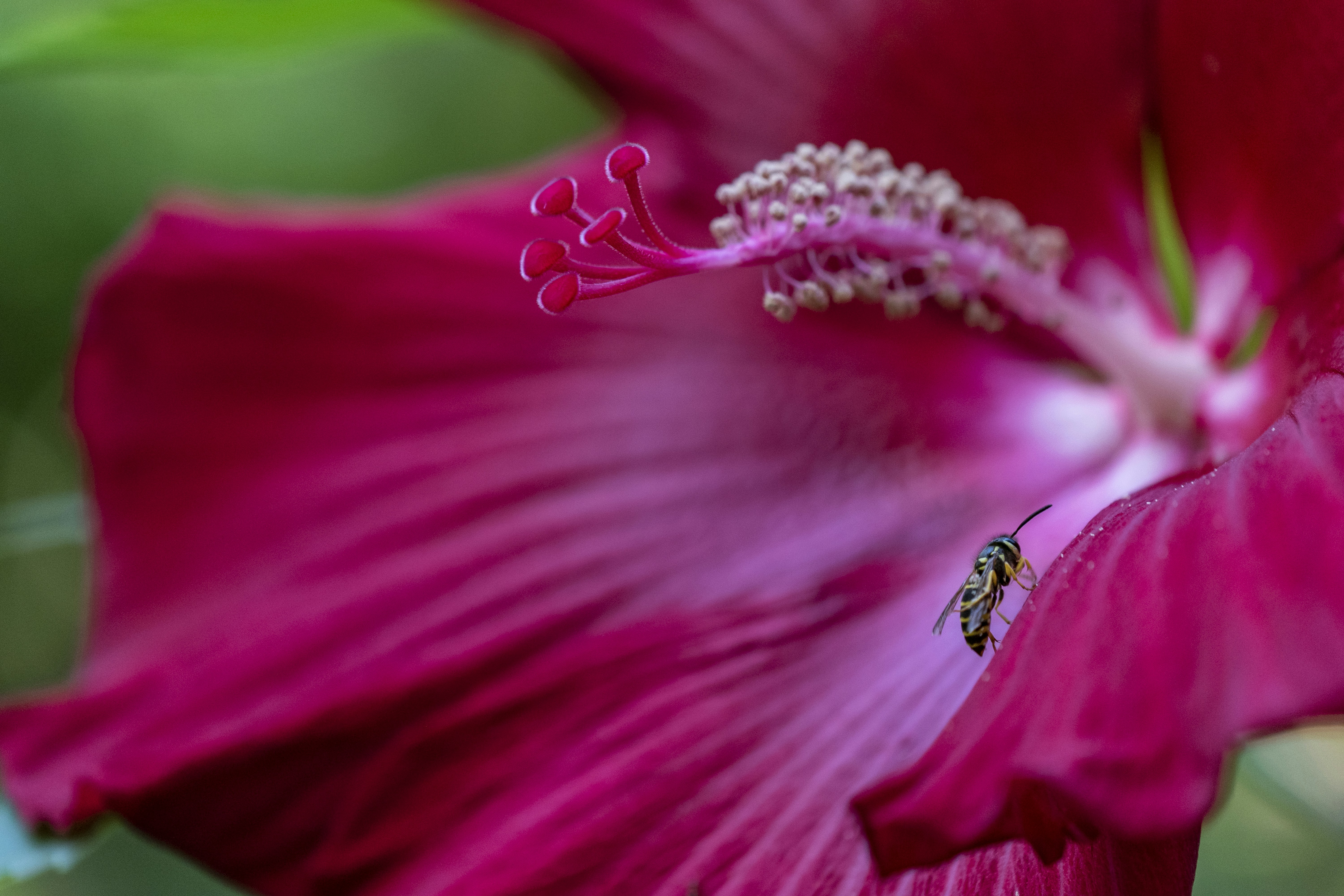 Black and yellow bug on purple flower photo – Free Magenta Image on ...