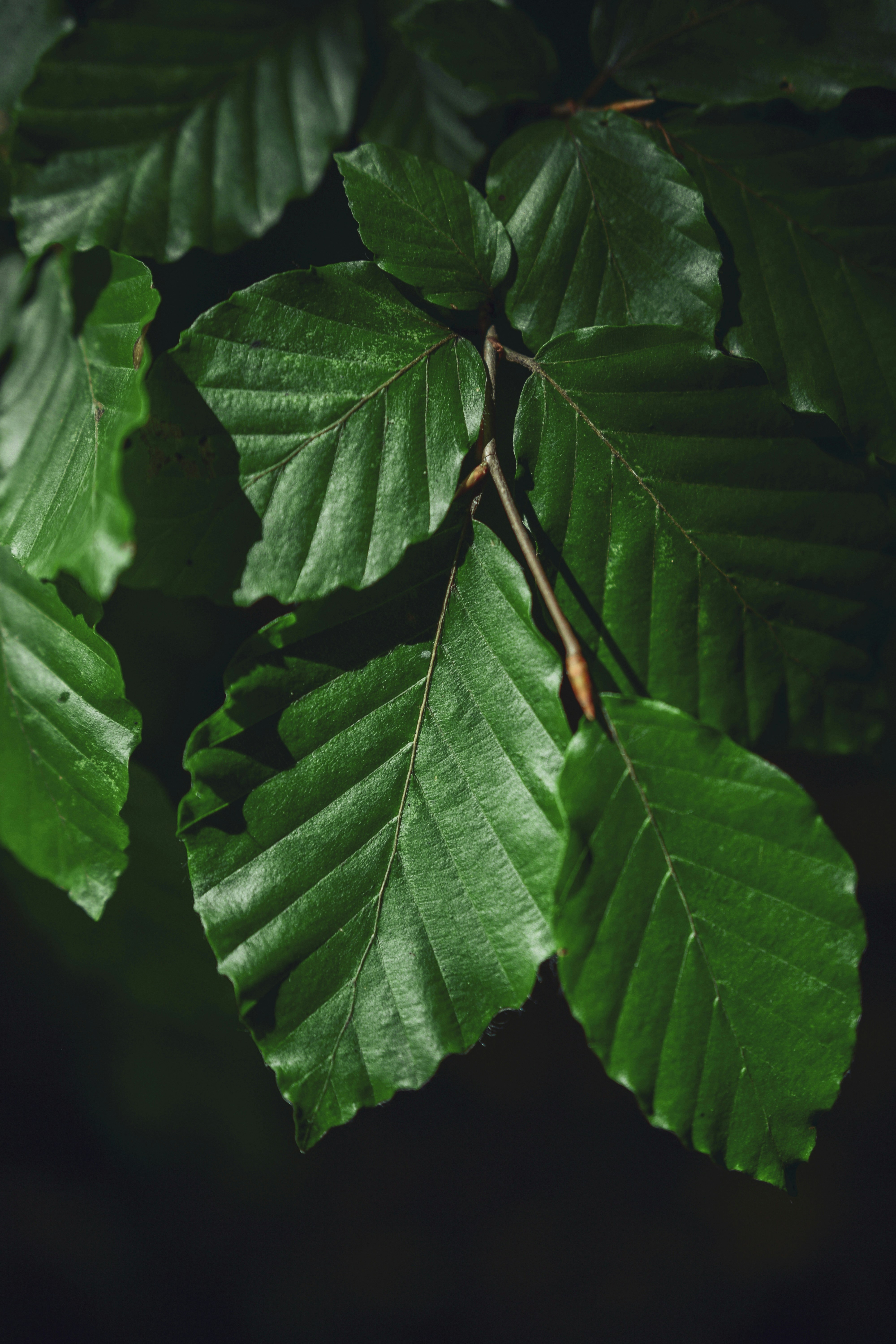 Veins in Velvet Shade: A Macro Portrait of Green Leaves
