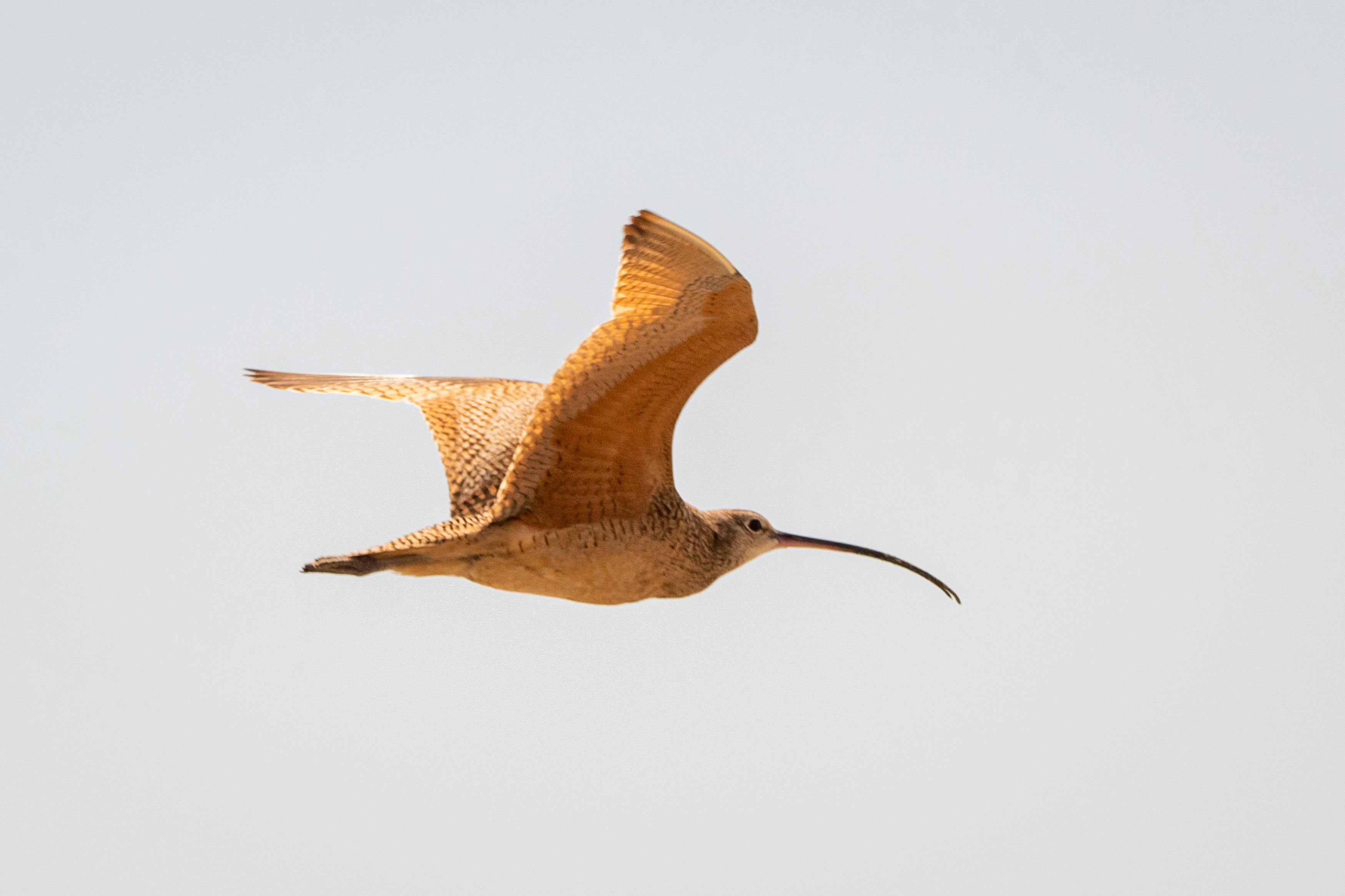 Brown bird flying during daytime photo – Free Corpus christi Image on ...