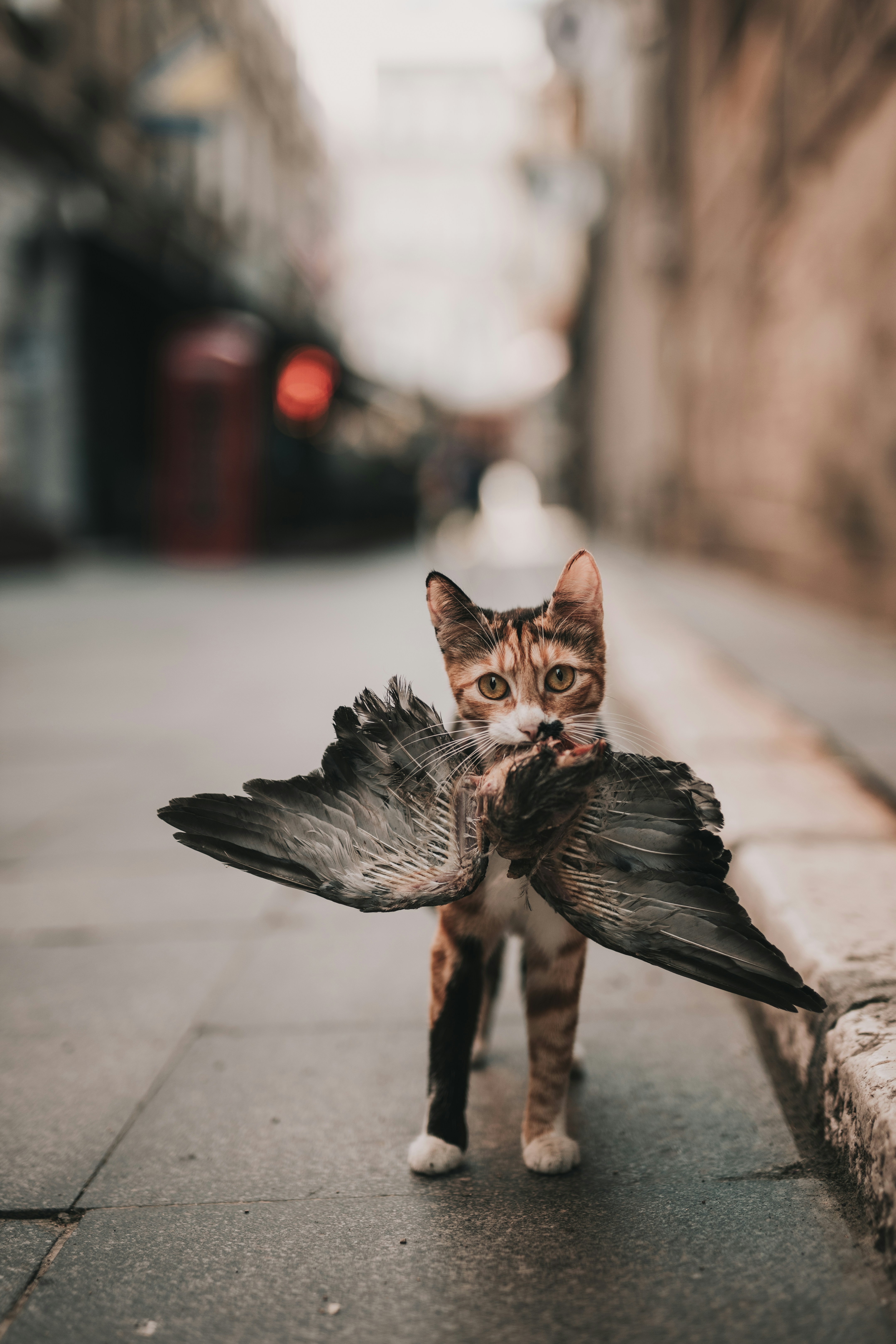 Winged Moment: A City Cat with Bird Wings on a Quiet Street