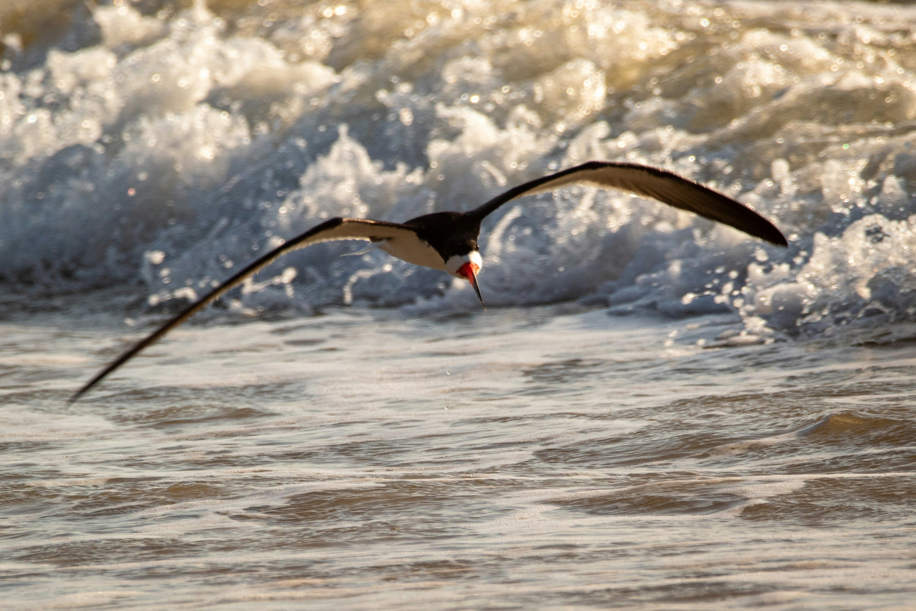 Winged silhouette over cresting foam: a red-billed tern in flight