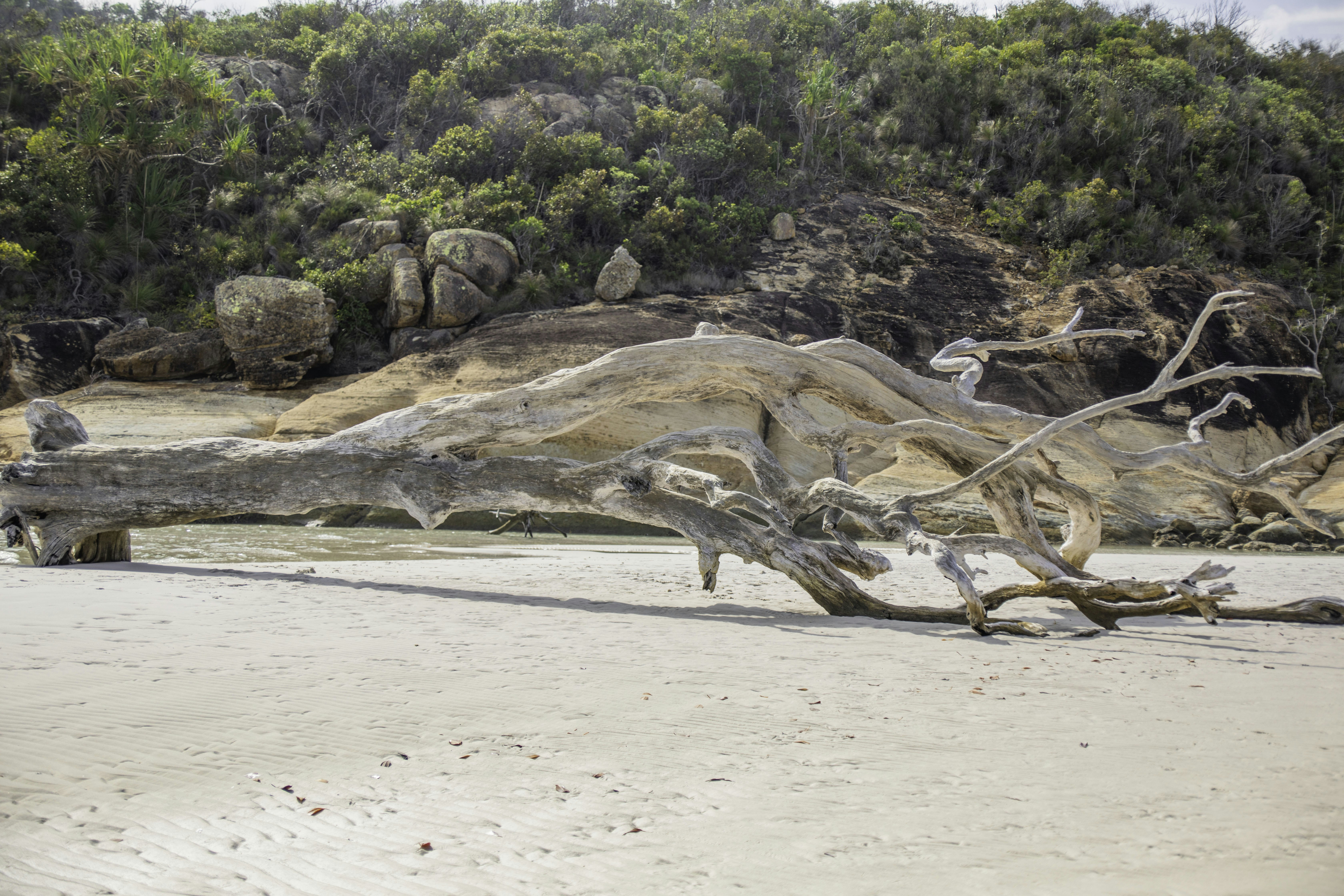 Brown wood log on white sand during daytime photo – Free Whitehaven ...