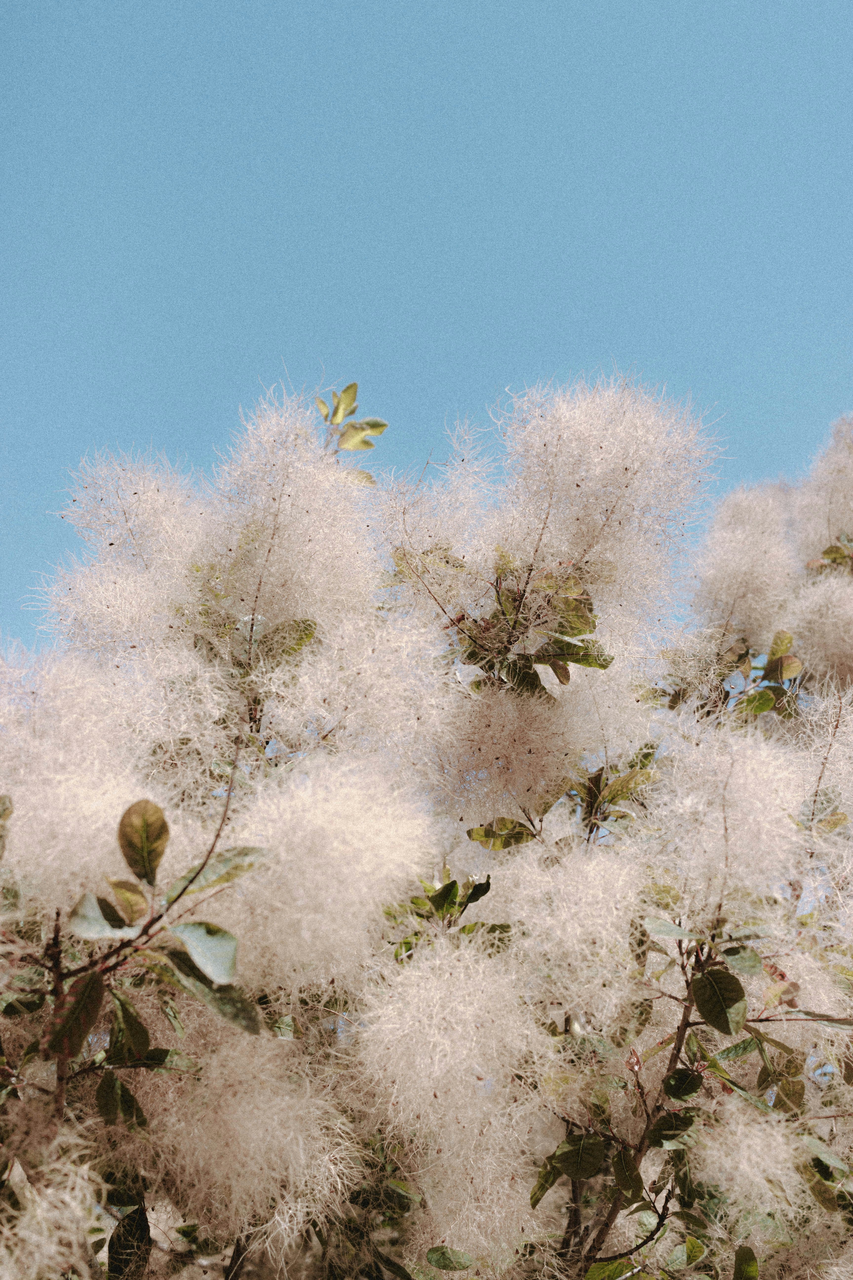 Fluffing Clouds: Silky Seed Heads Against a Clear Sky