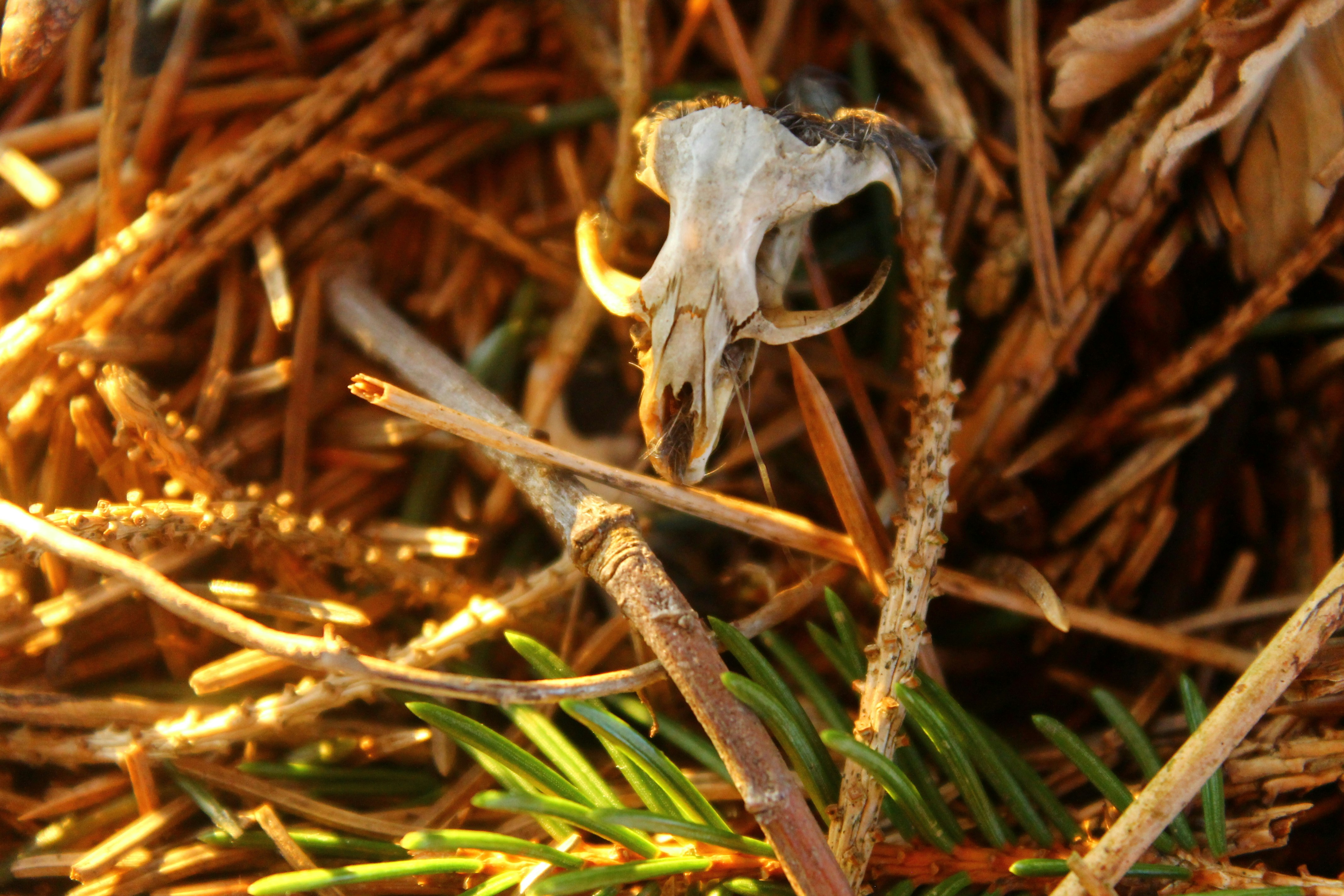 A small animal skull nestled among pine needles and twigs, illuminated by soft sunlight. The intricate textures of the natural elements create a hauntingly beautiful scene.