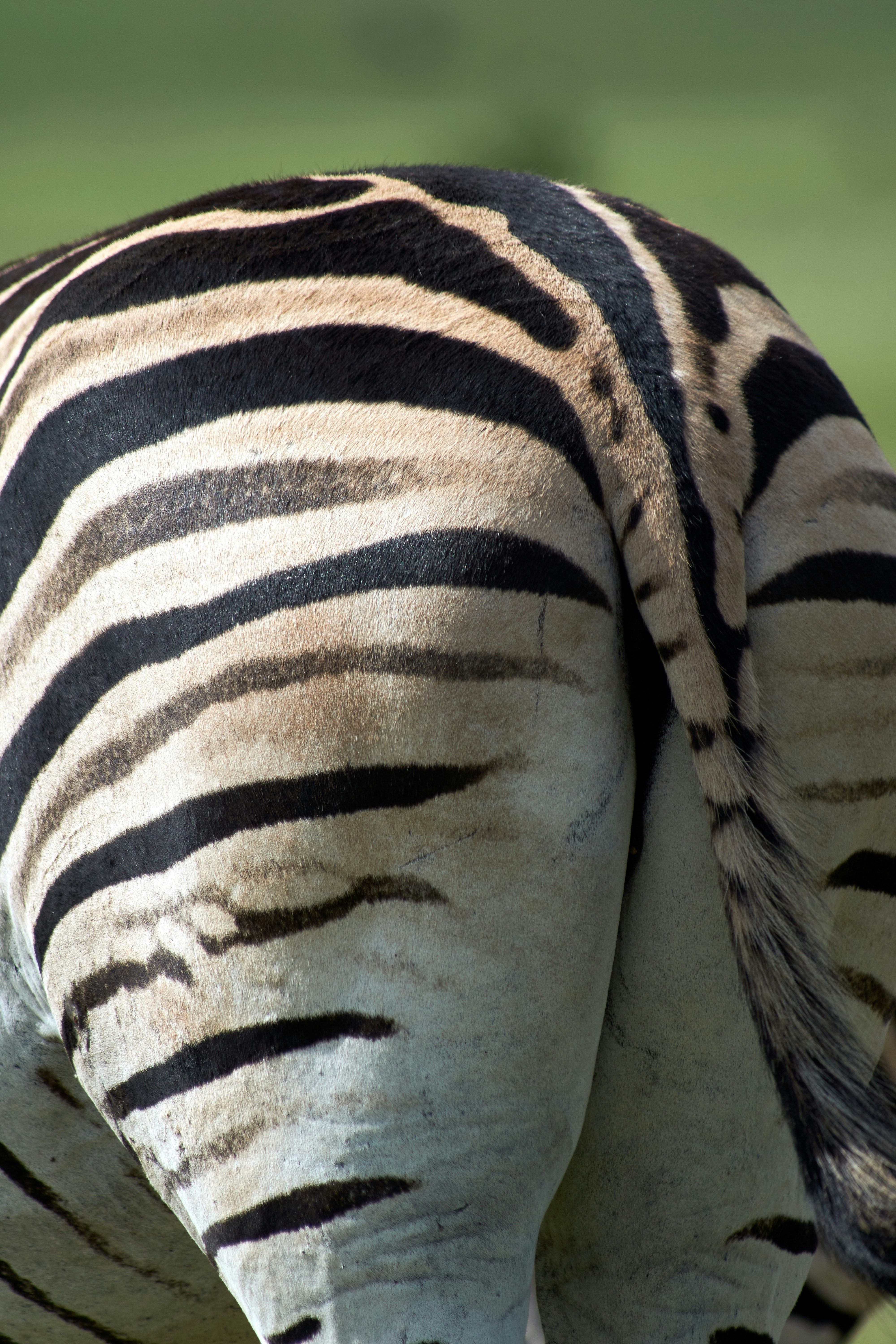 Zebra Portrait: Stripes Curving Along the Hindquarters