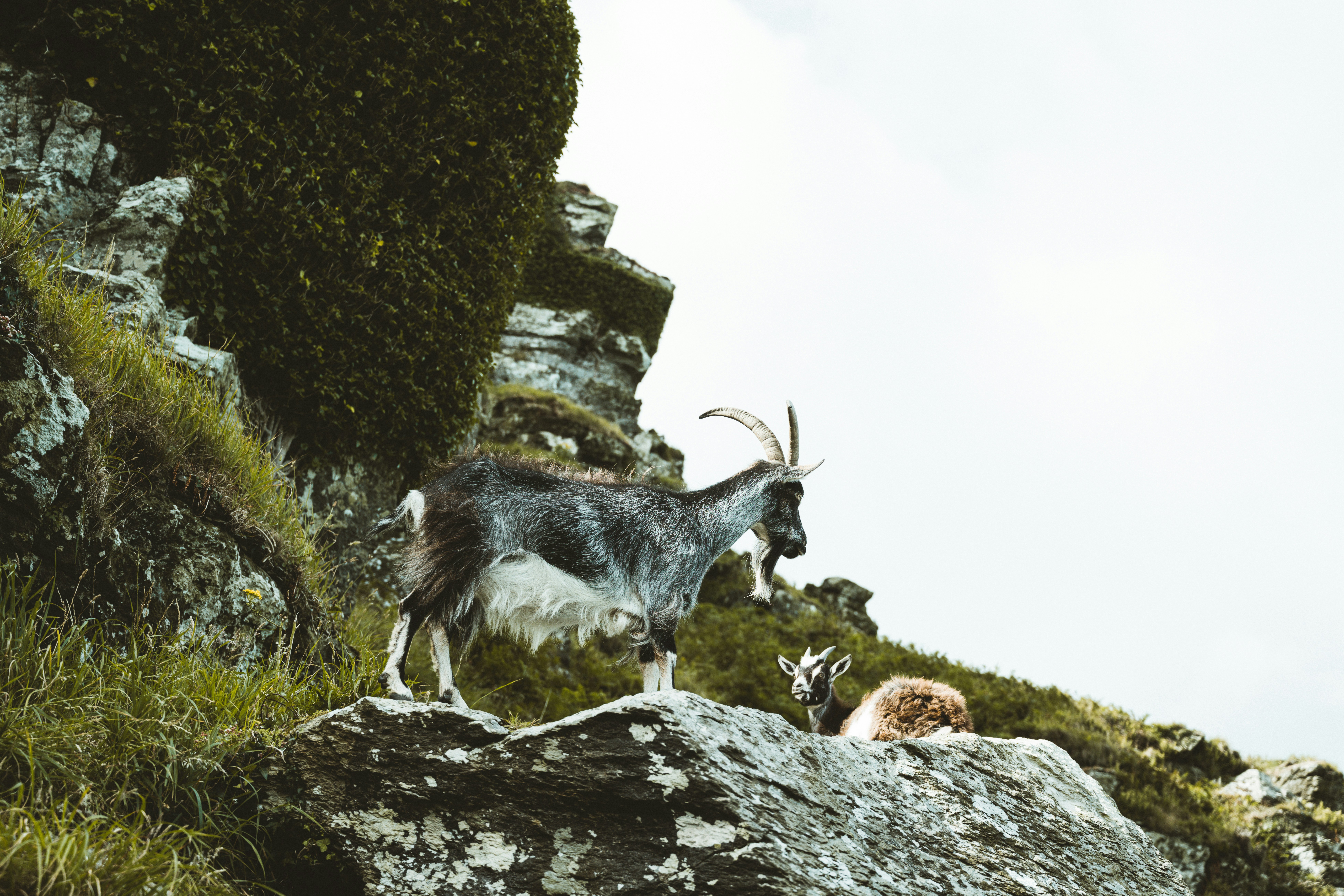 Cragside Watch: Alpine Ibex on a Wind-Swept Ledge