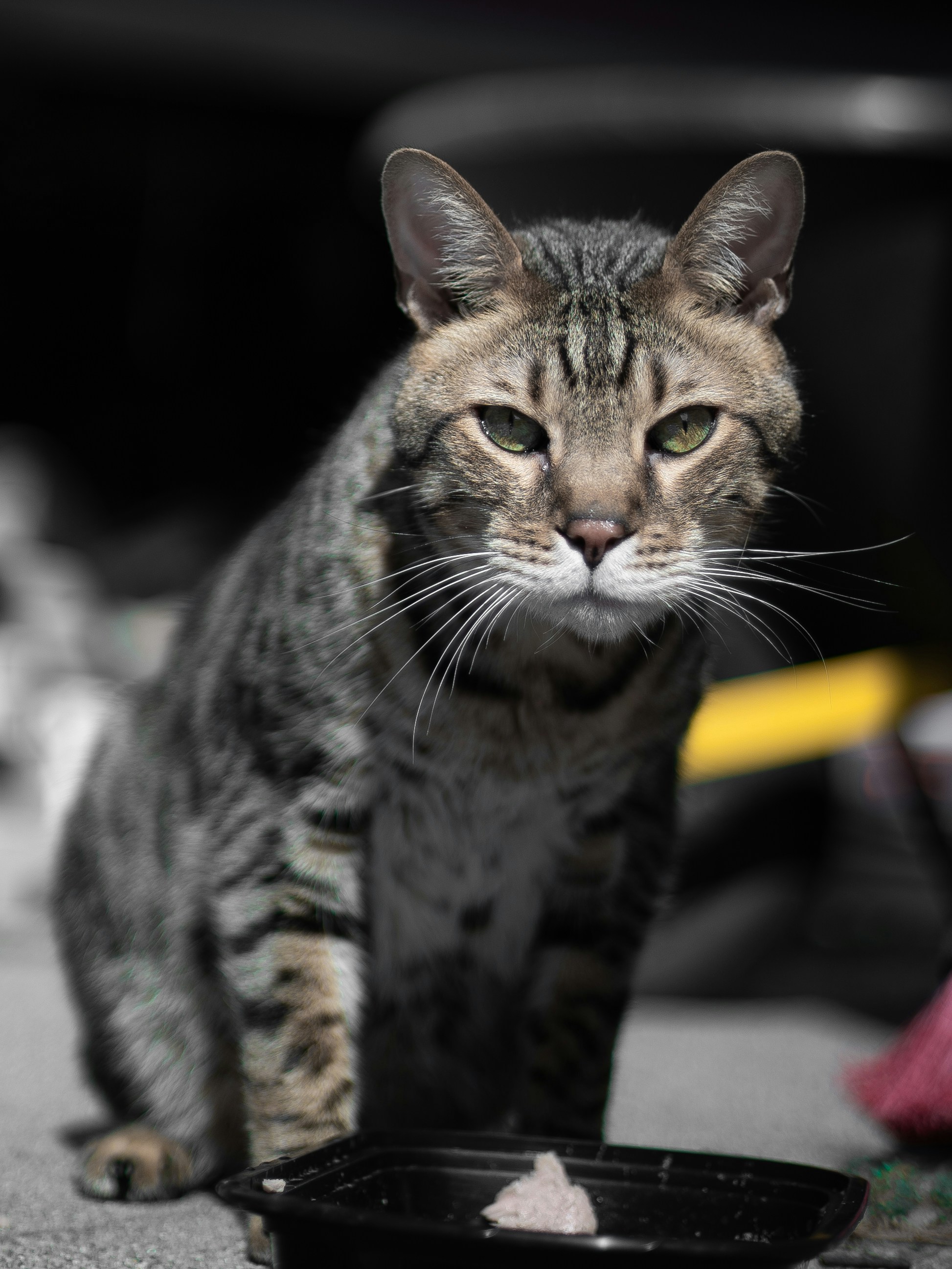 Damion Stevenson (@damionthego) | Unsplash Photo Community