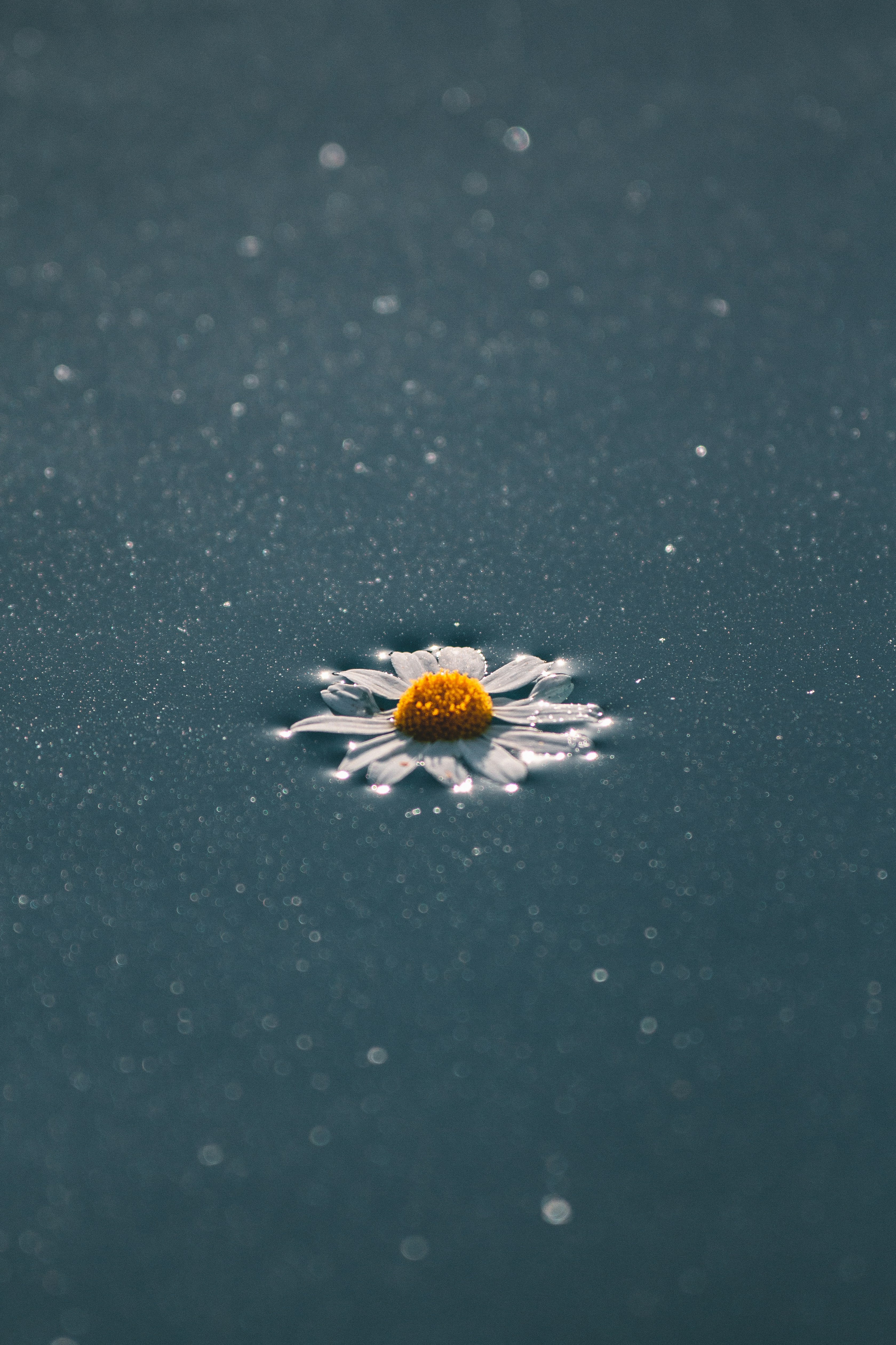 Daisy Adrift on a Frosted Blue Surface