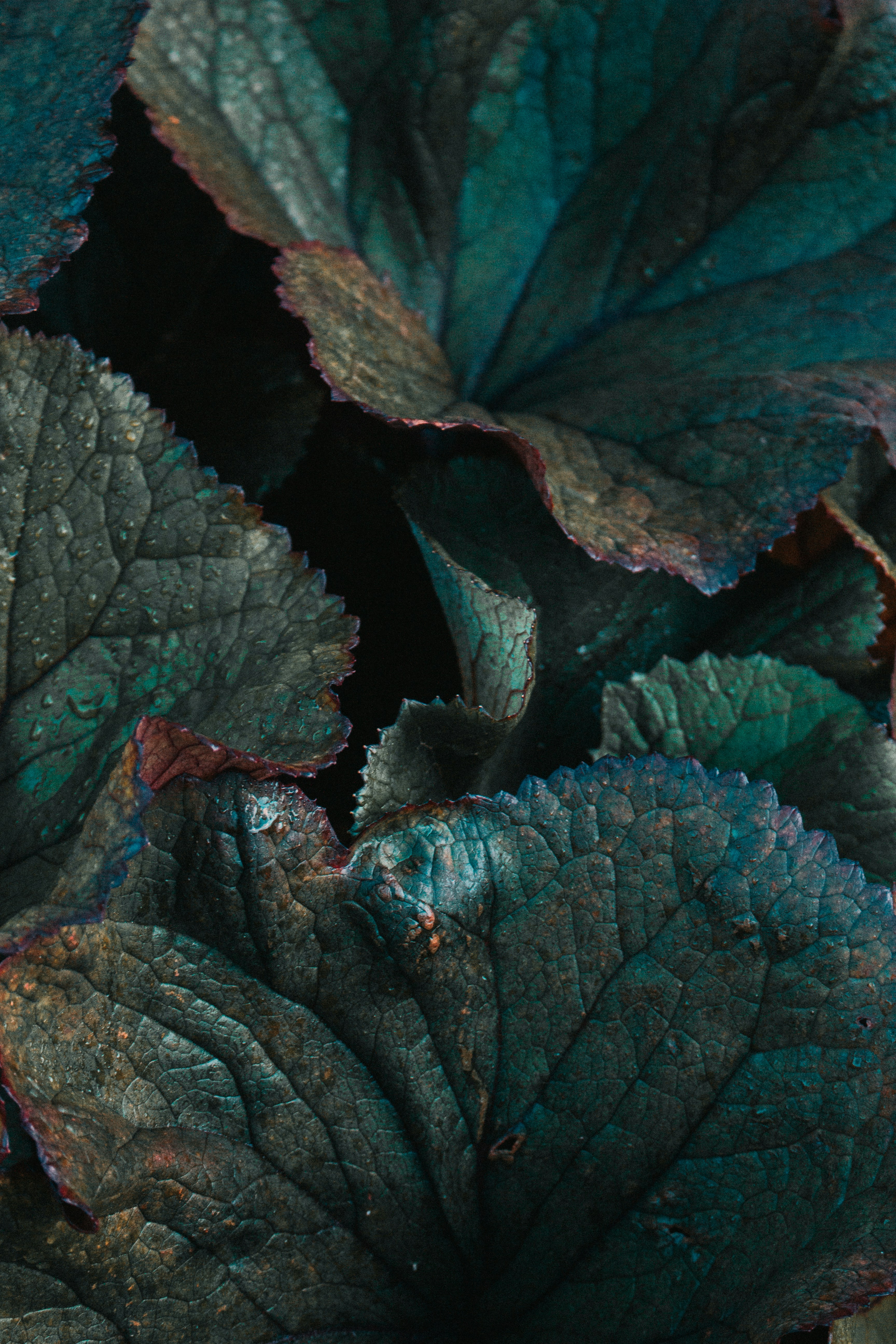 Infrared-green Veins: Close-up of Textured Leaves in Deep Teal
