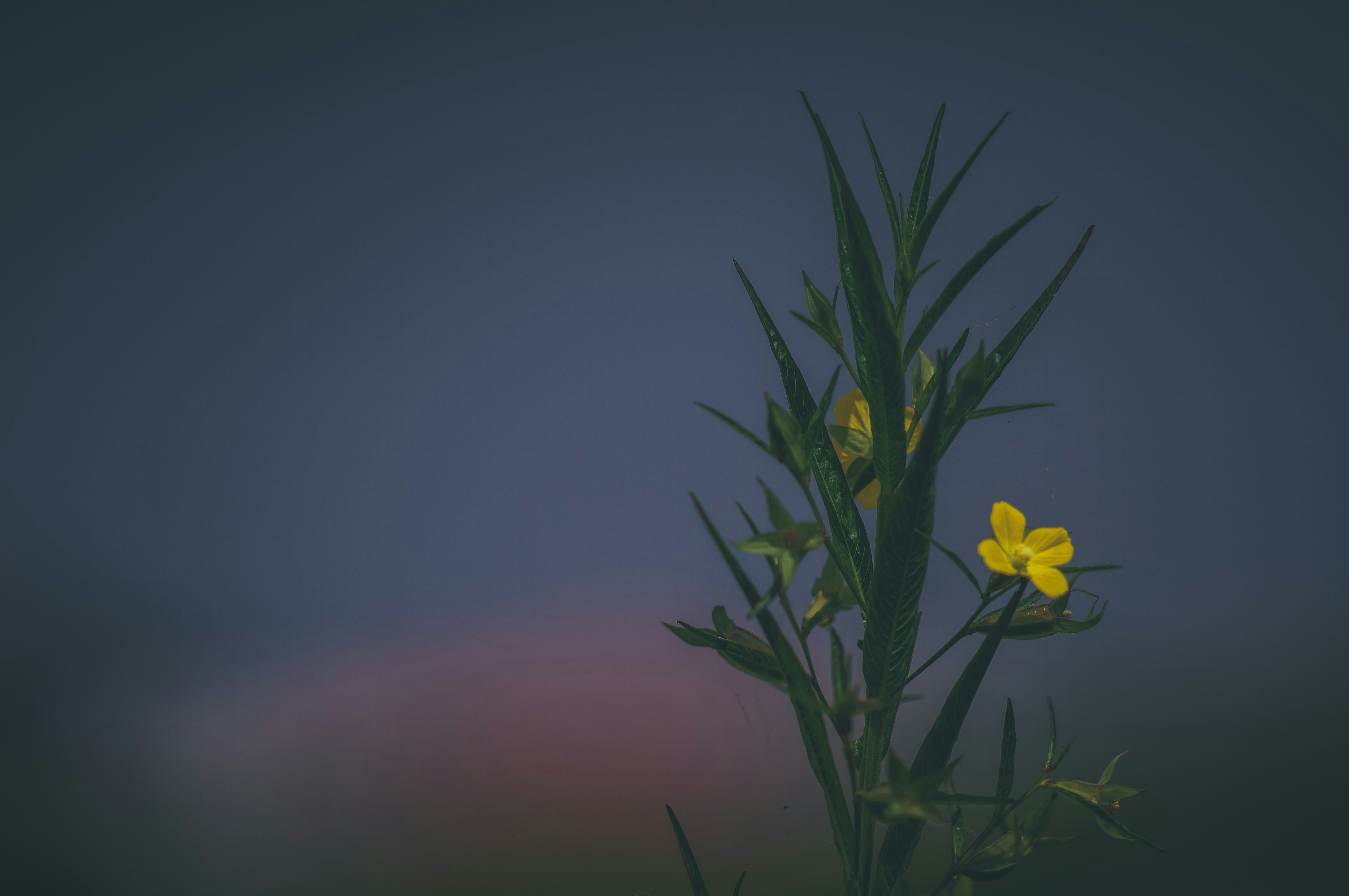 Bright yellow bloom among shadowed stems in a moody field