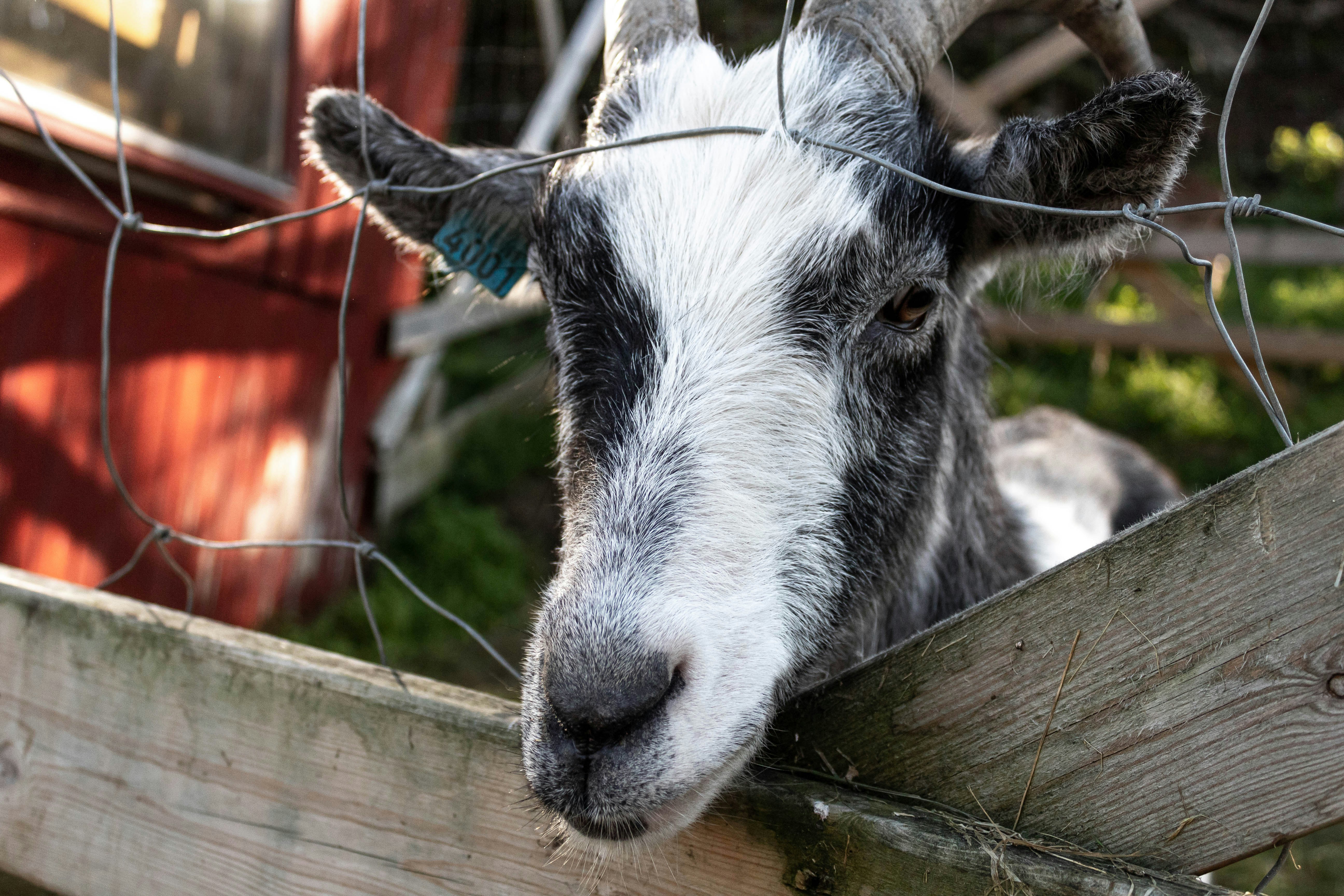 White and black goat on cage photo – Free Animal Image on Unsplash