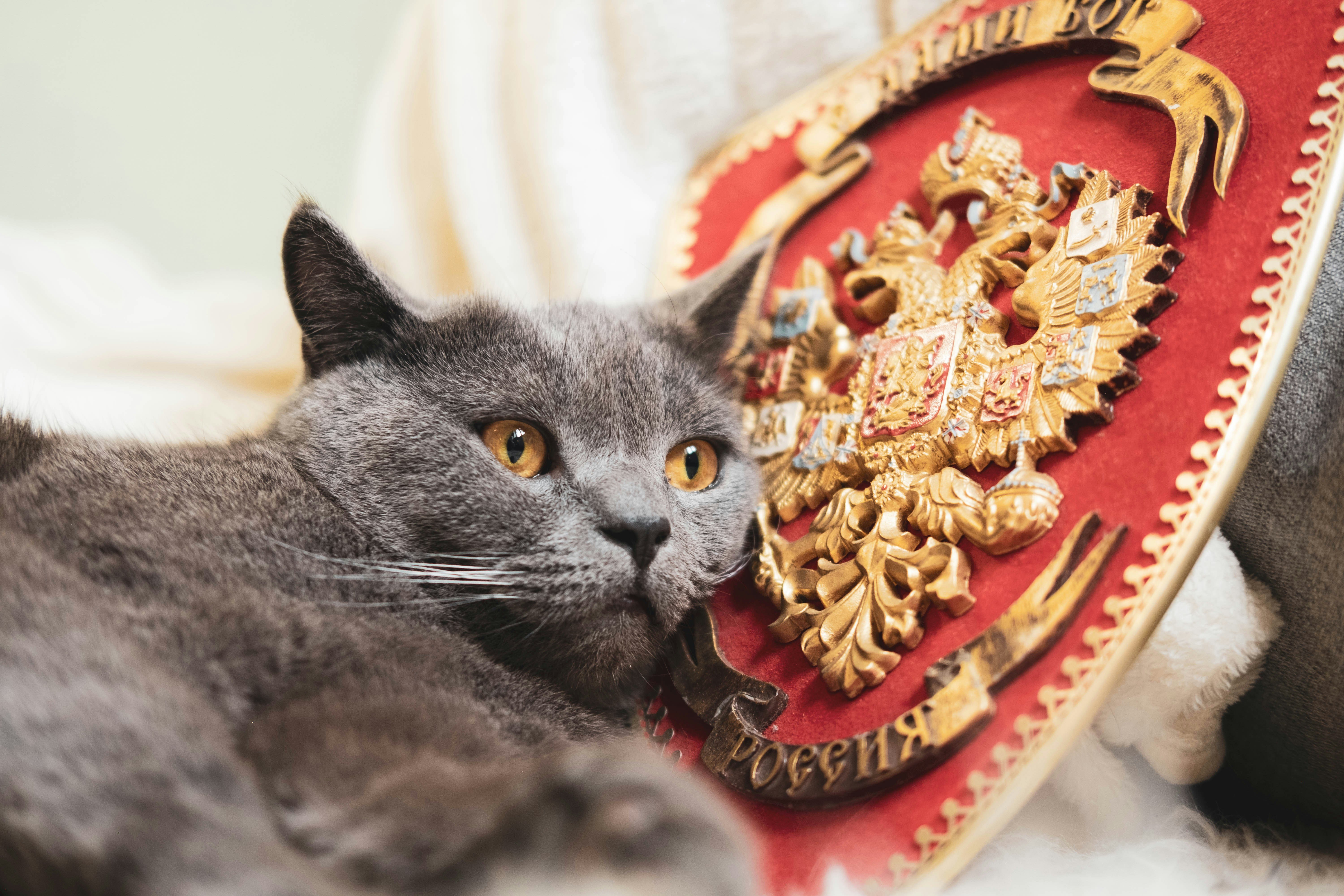 Close-up of a gray cat resting beside an ornate red crest