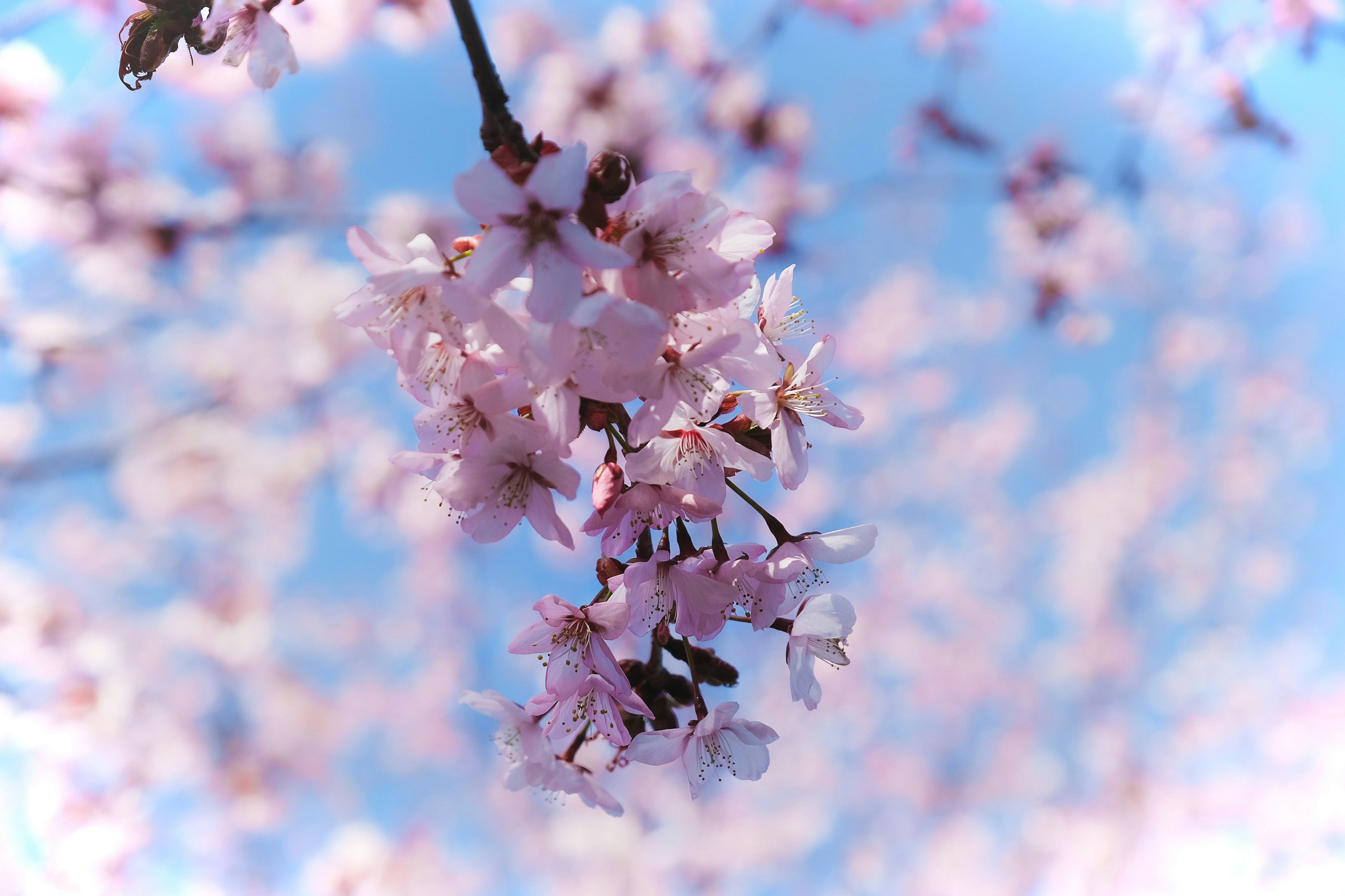 Blossoms and bokeh!