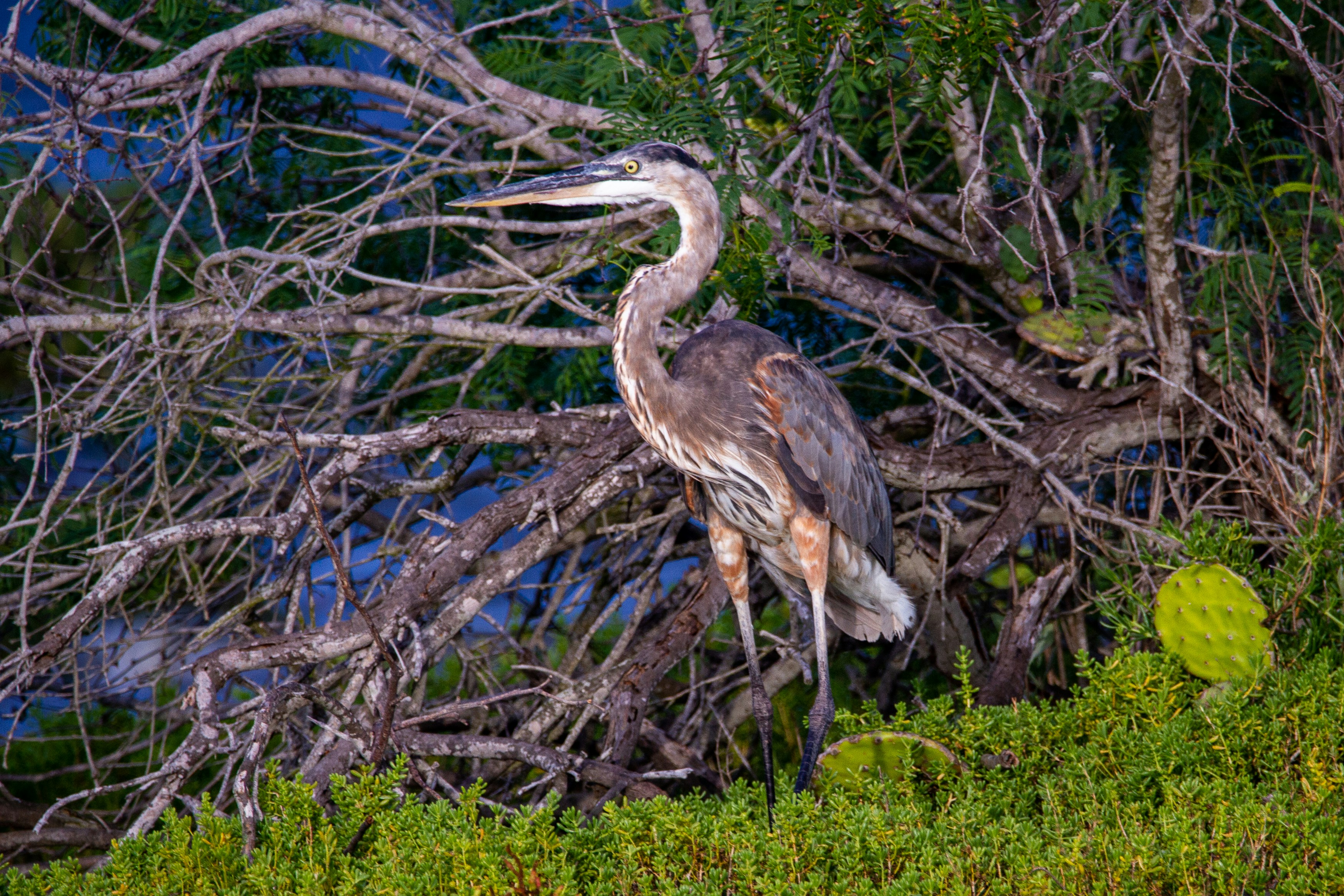 Heron on a Mangrove Weave: Quiet Sentinel Amidst the Branches