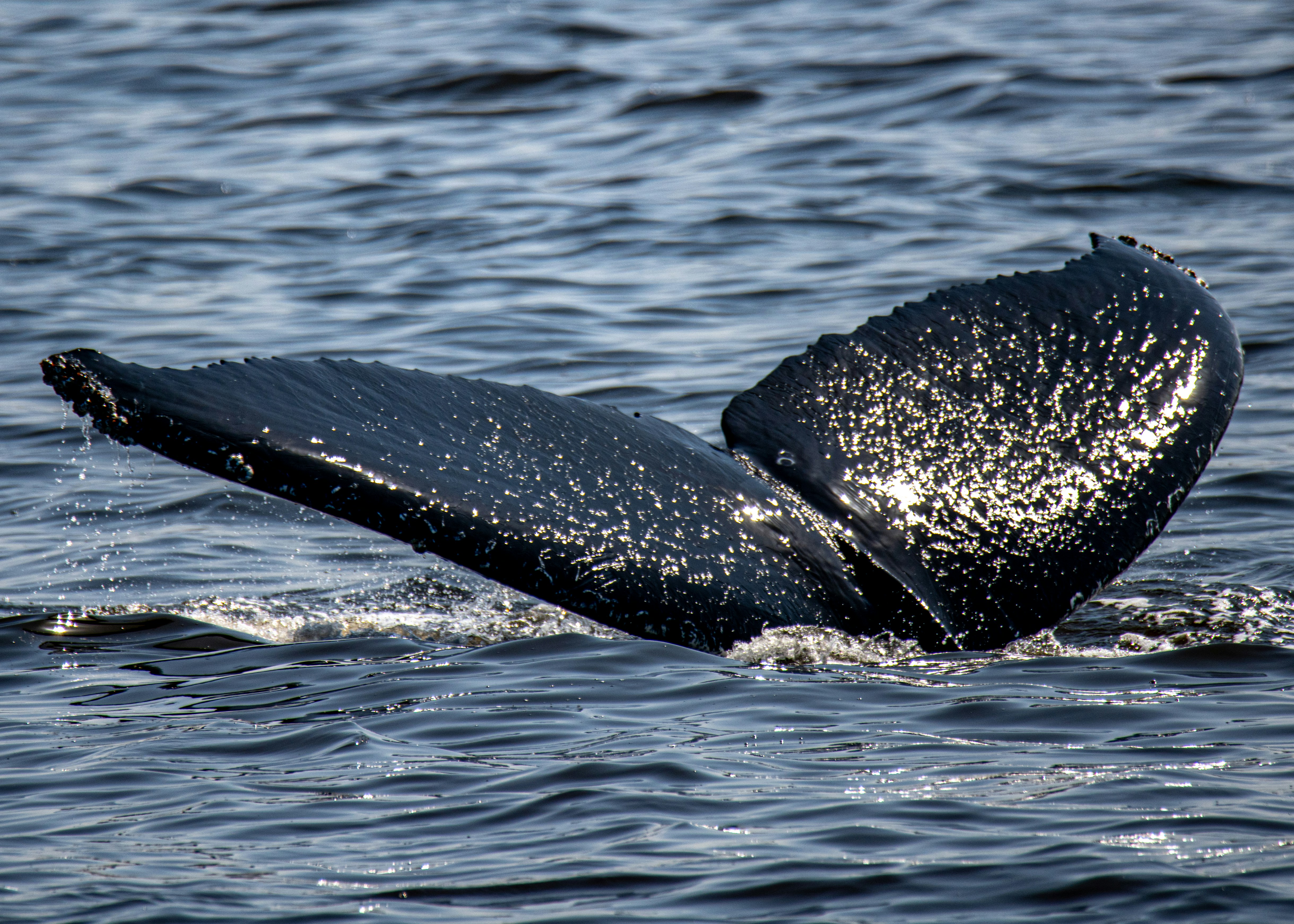 Ballena blanca y negra en aguas azules foto – Imagen de Animal gratuita ...