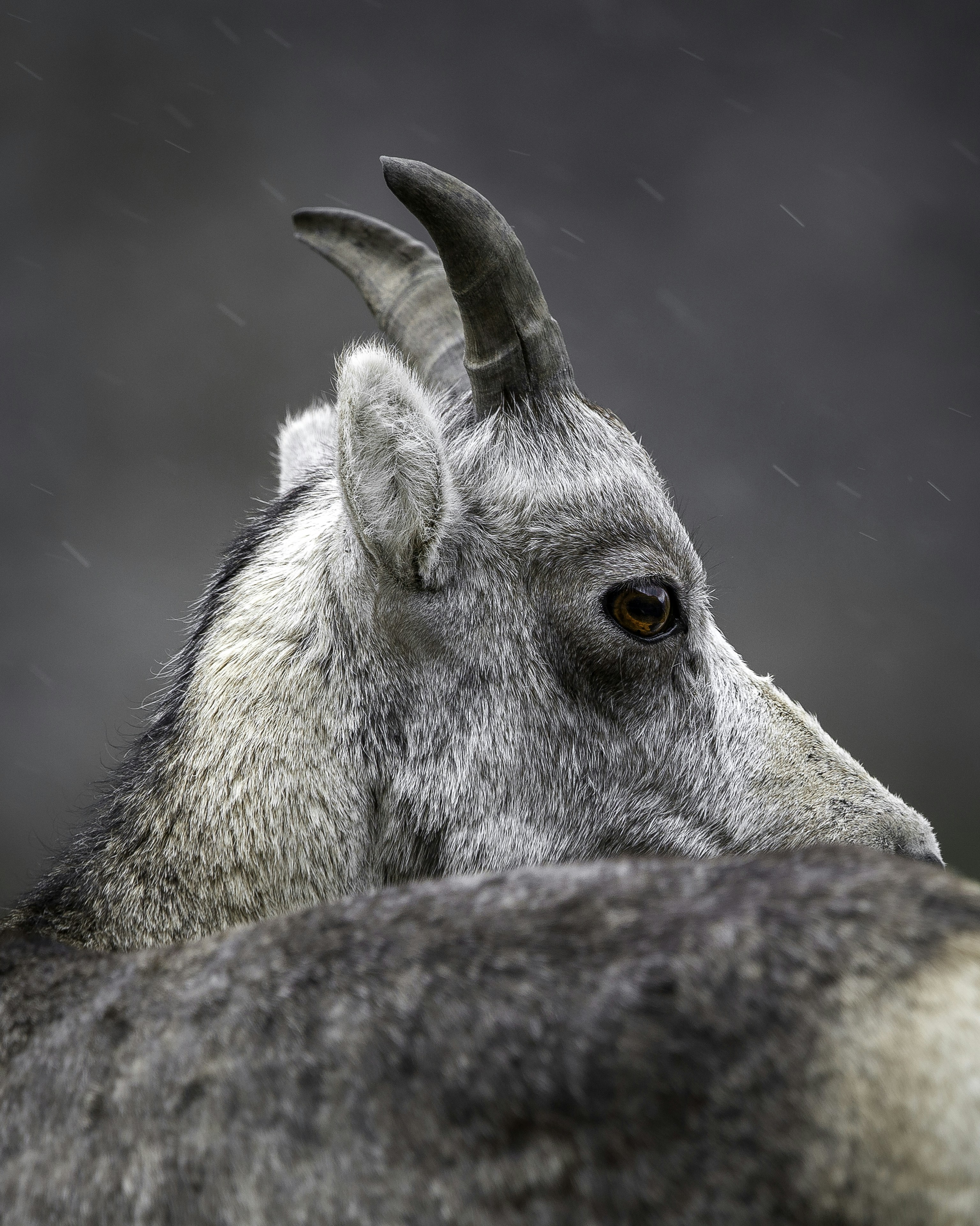 Foto Cabeza de animal gris y blanca – Imagen Gris gratis en Unsplash