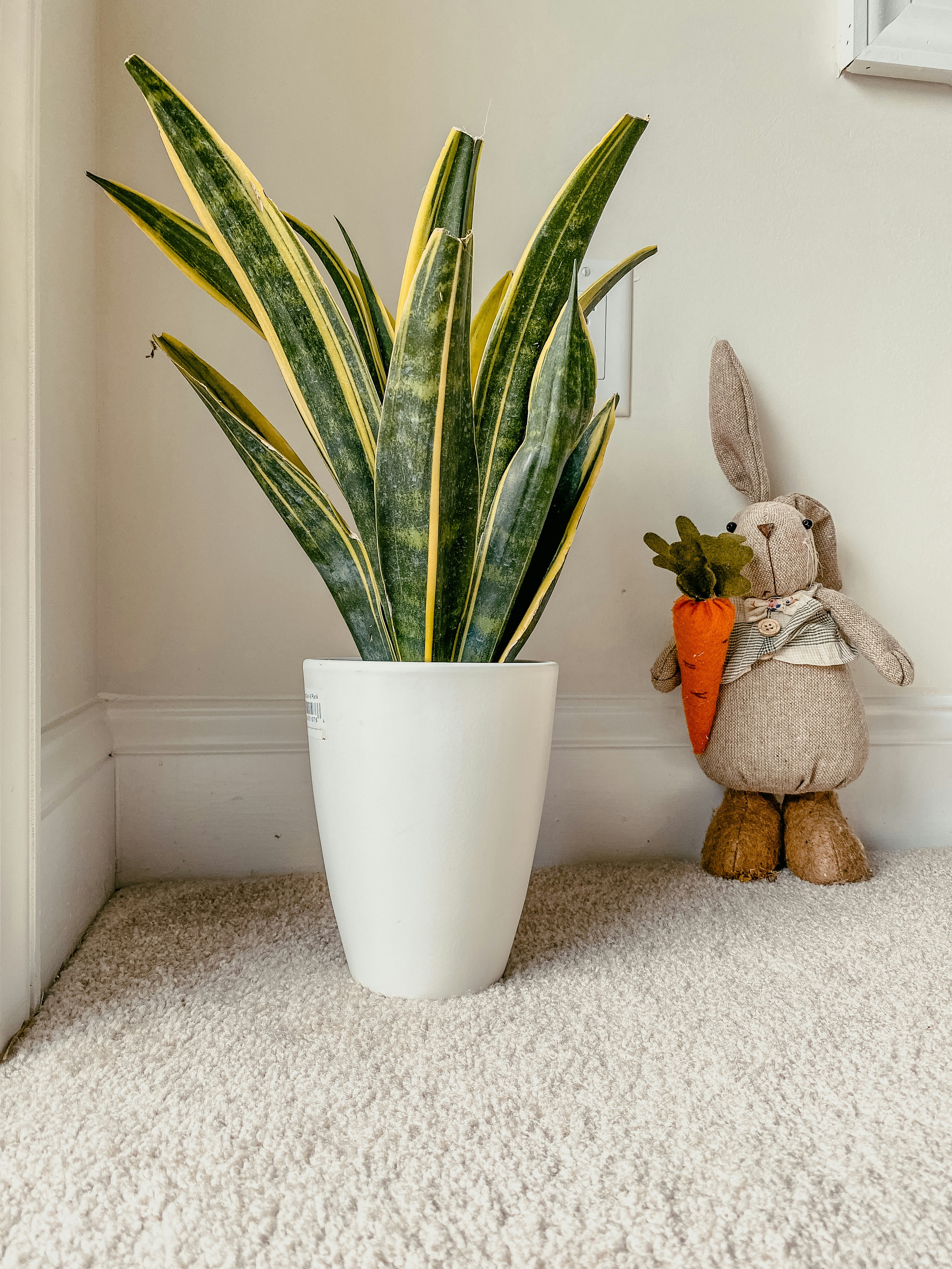Still life: variegated snake plant beside a fabric rabbit companion