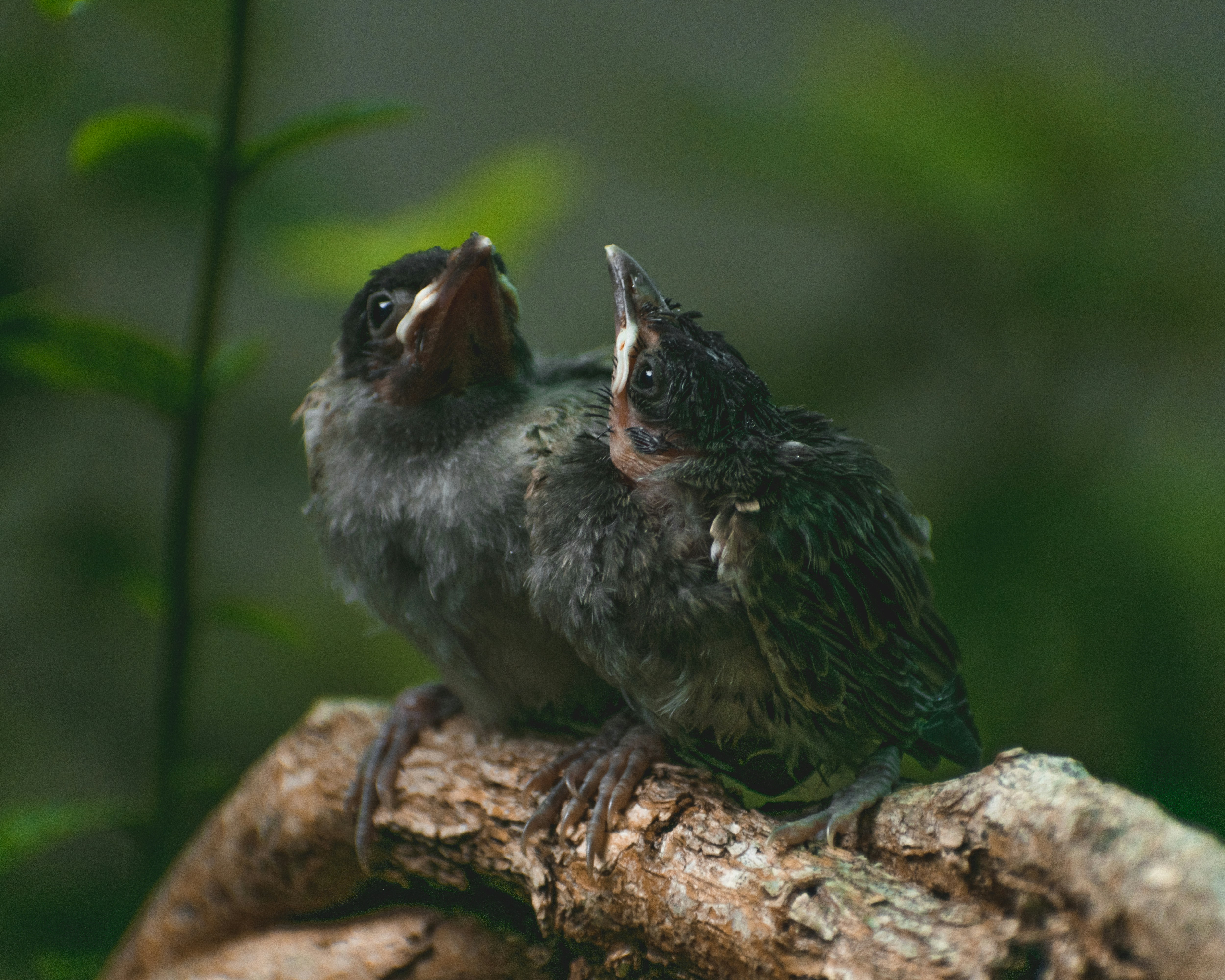 Two fledglings share a moment on a mossy branch