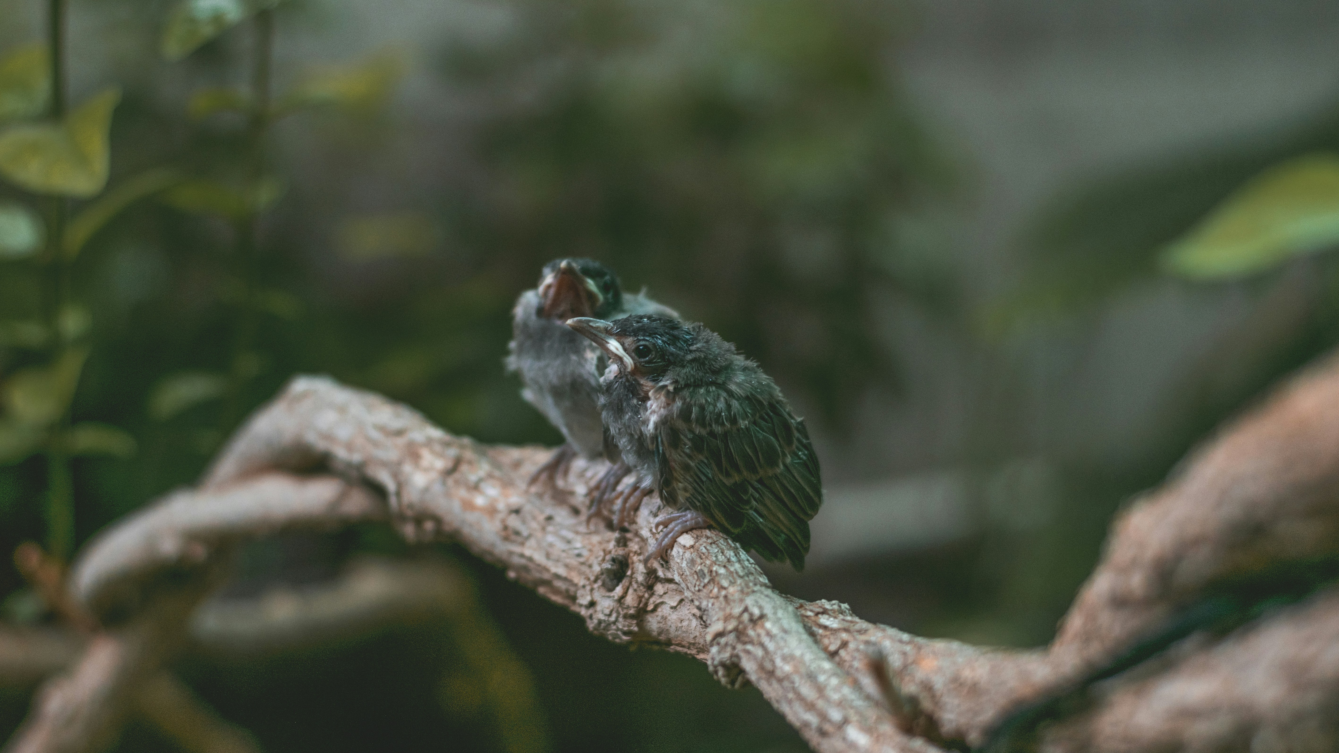 Nestled in Nature's Embrace
