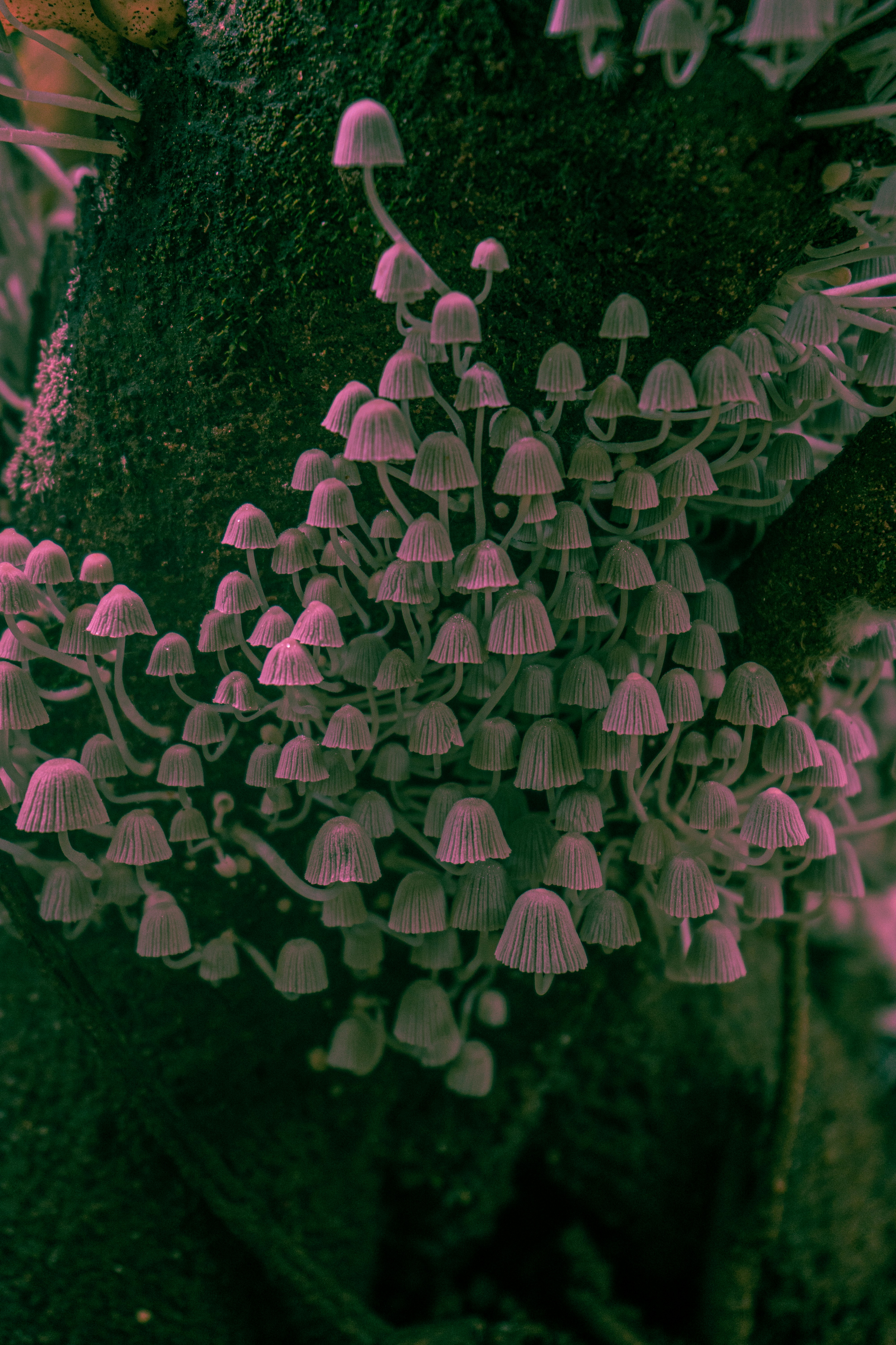 Mushrooms 