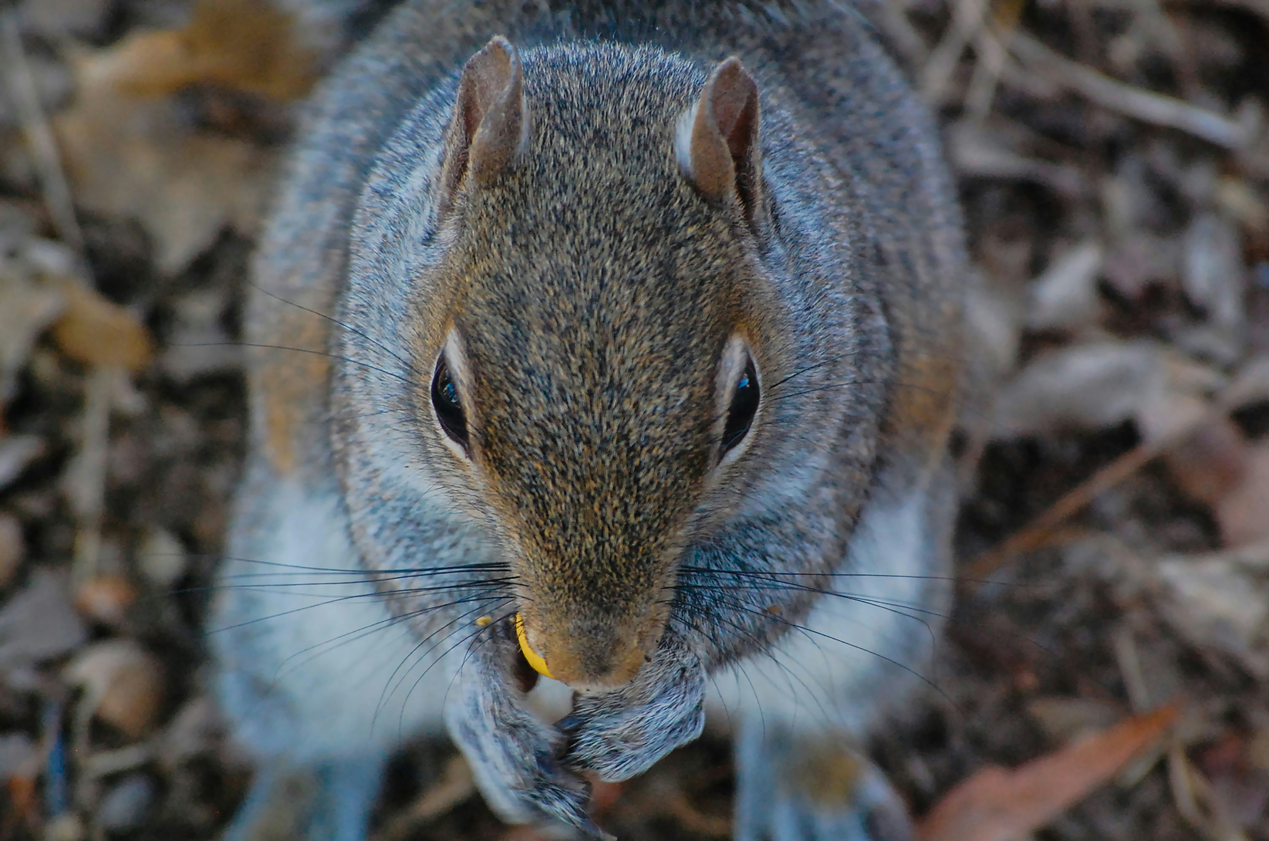 Squirrel peering up while holding a nut on a forest floor.